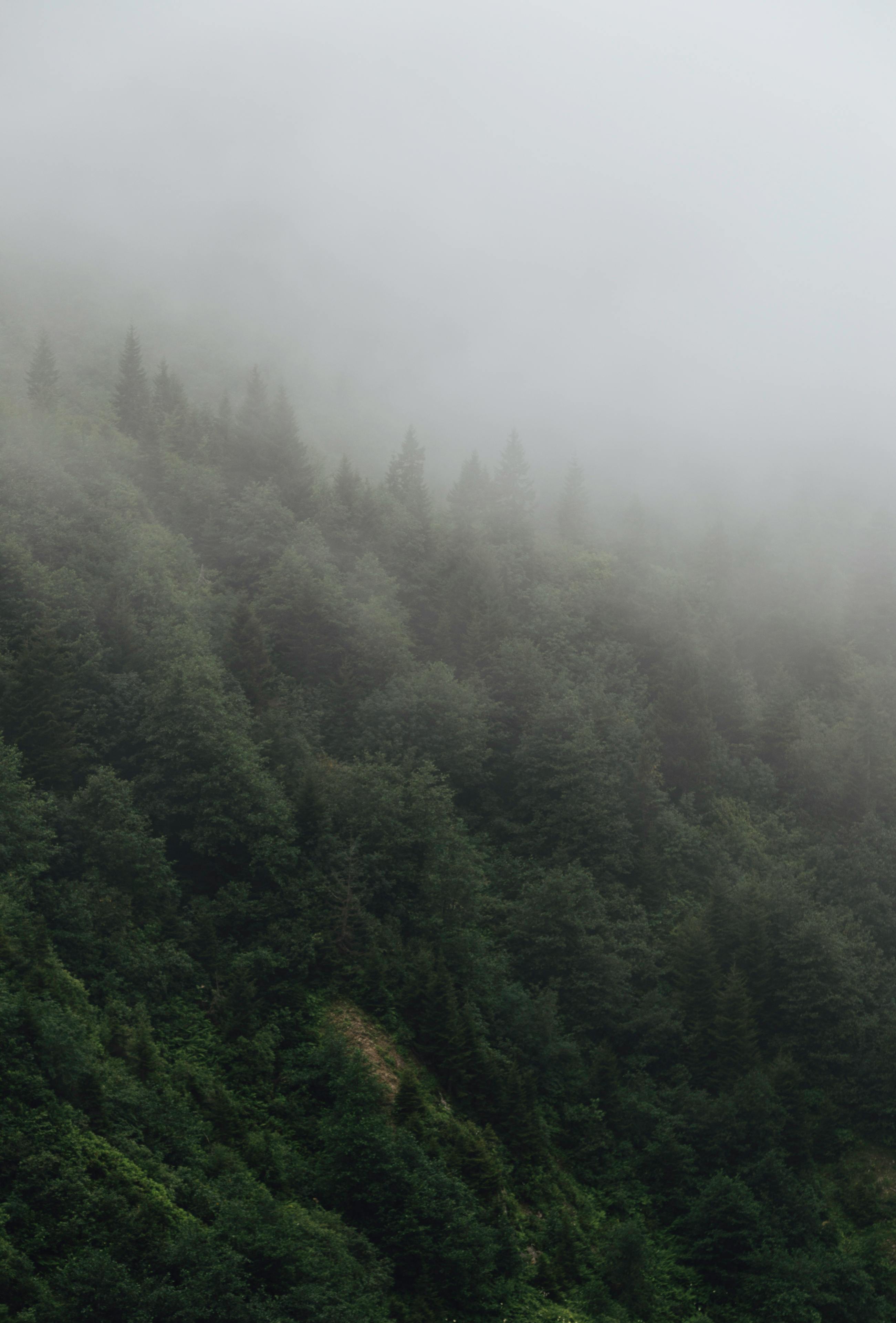 Green Trees on Foggy Mountain · Free Stock Photo
