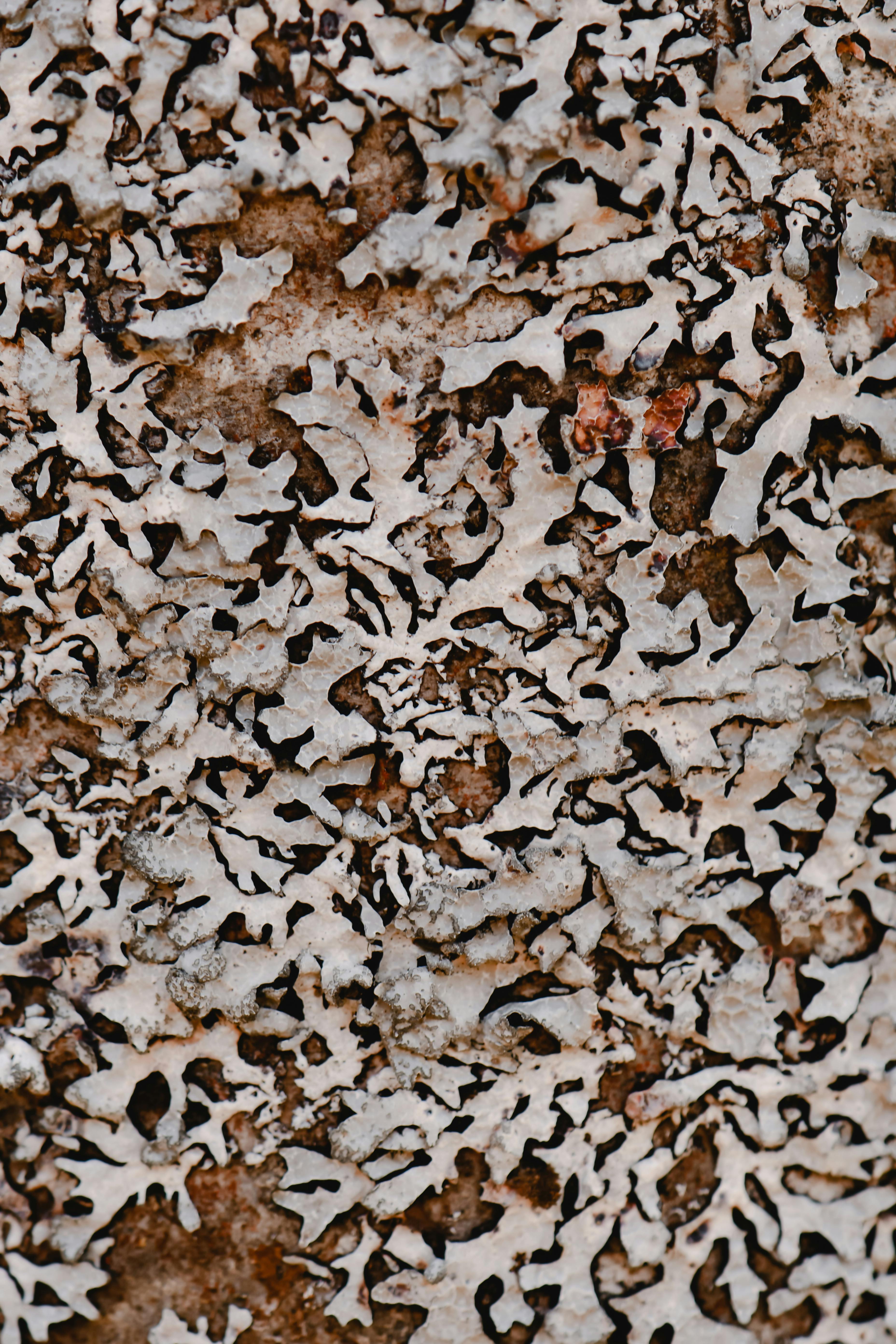 White Forgest Fungi And Moss Photos, Download The BEST Free White ...