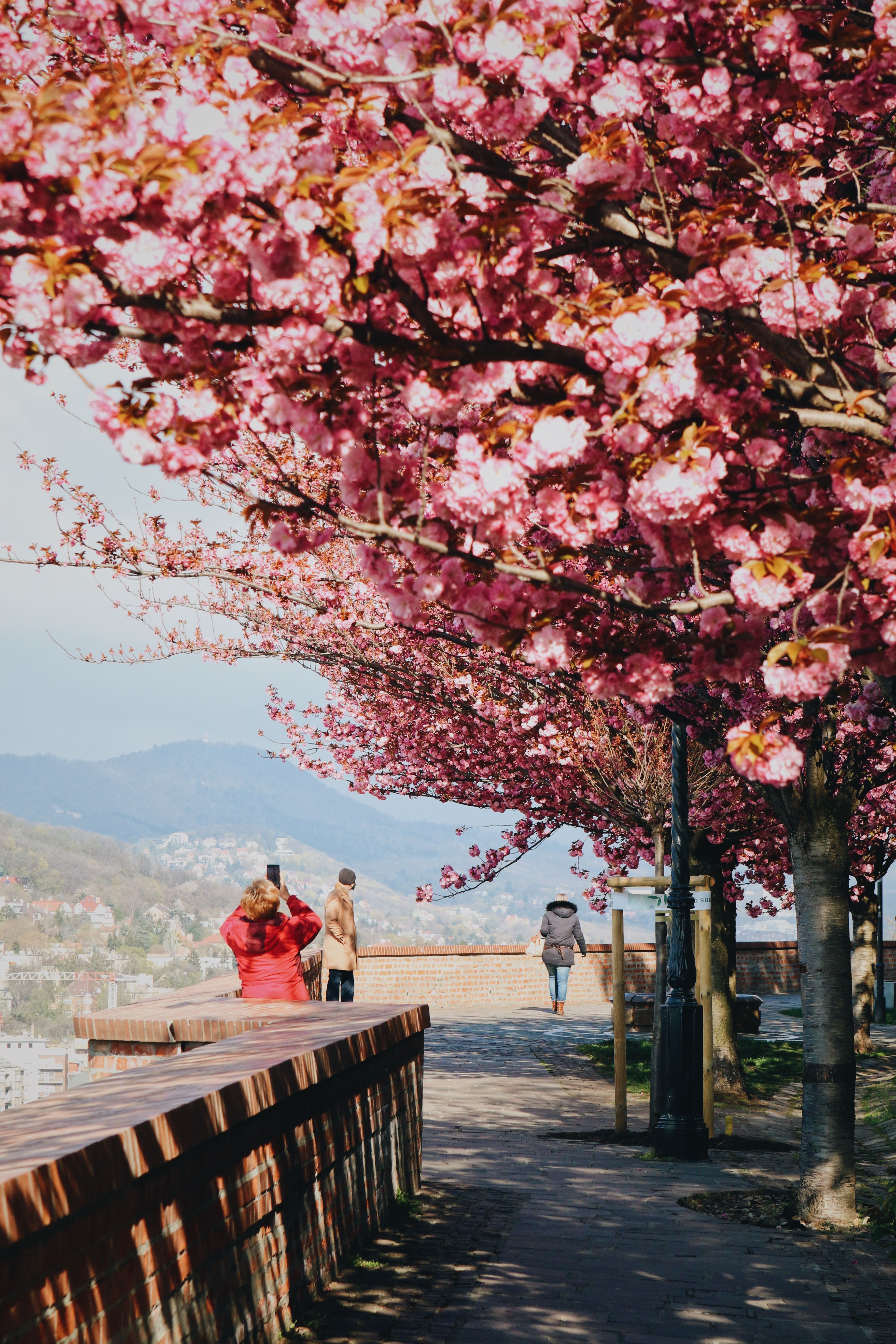 A Cherry Blossom Tree at a Park · Free Stock Photo