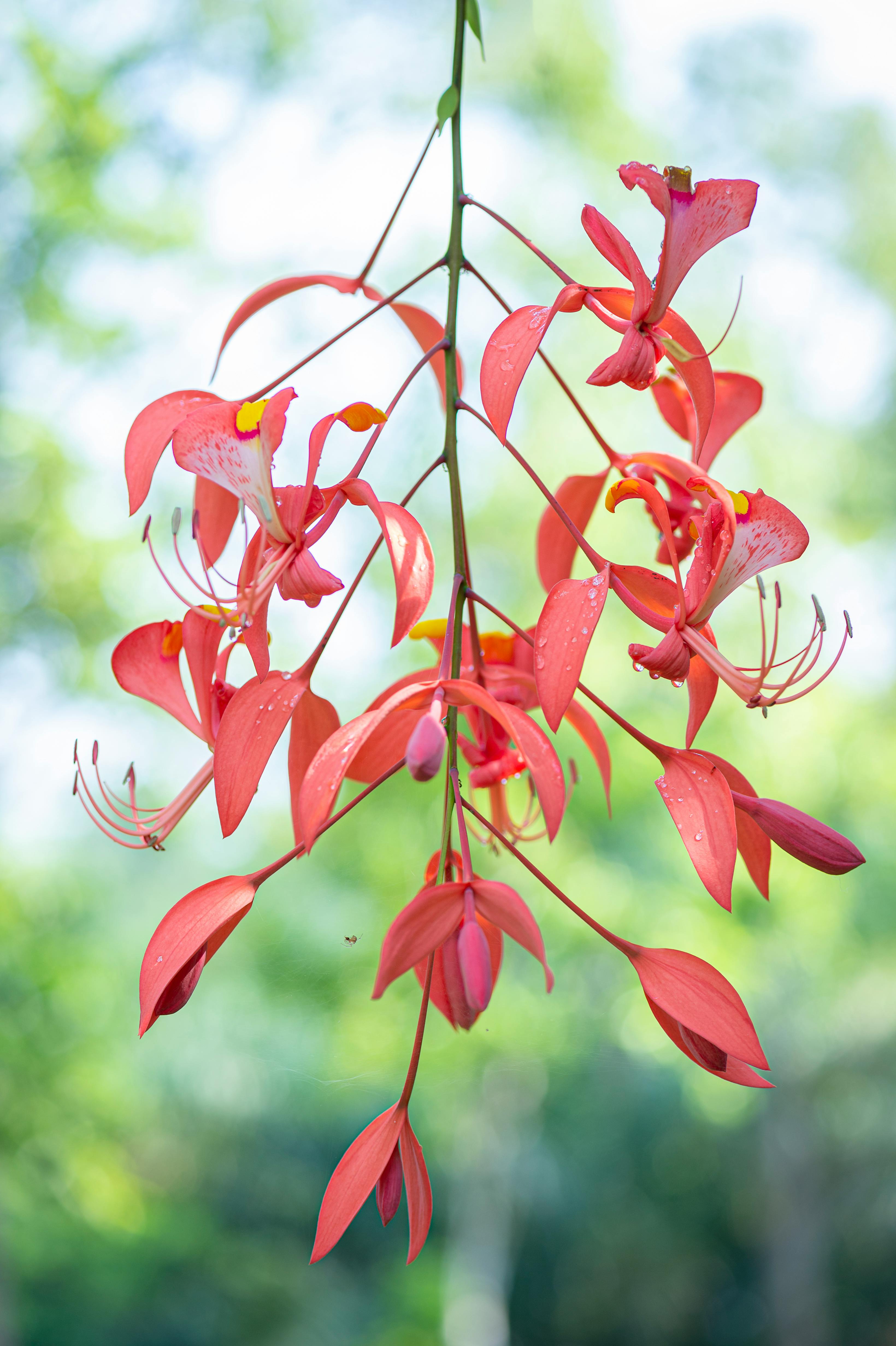 Close Up of Blooming Flower · Free Stock Photo