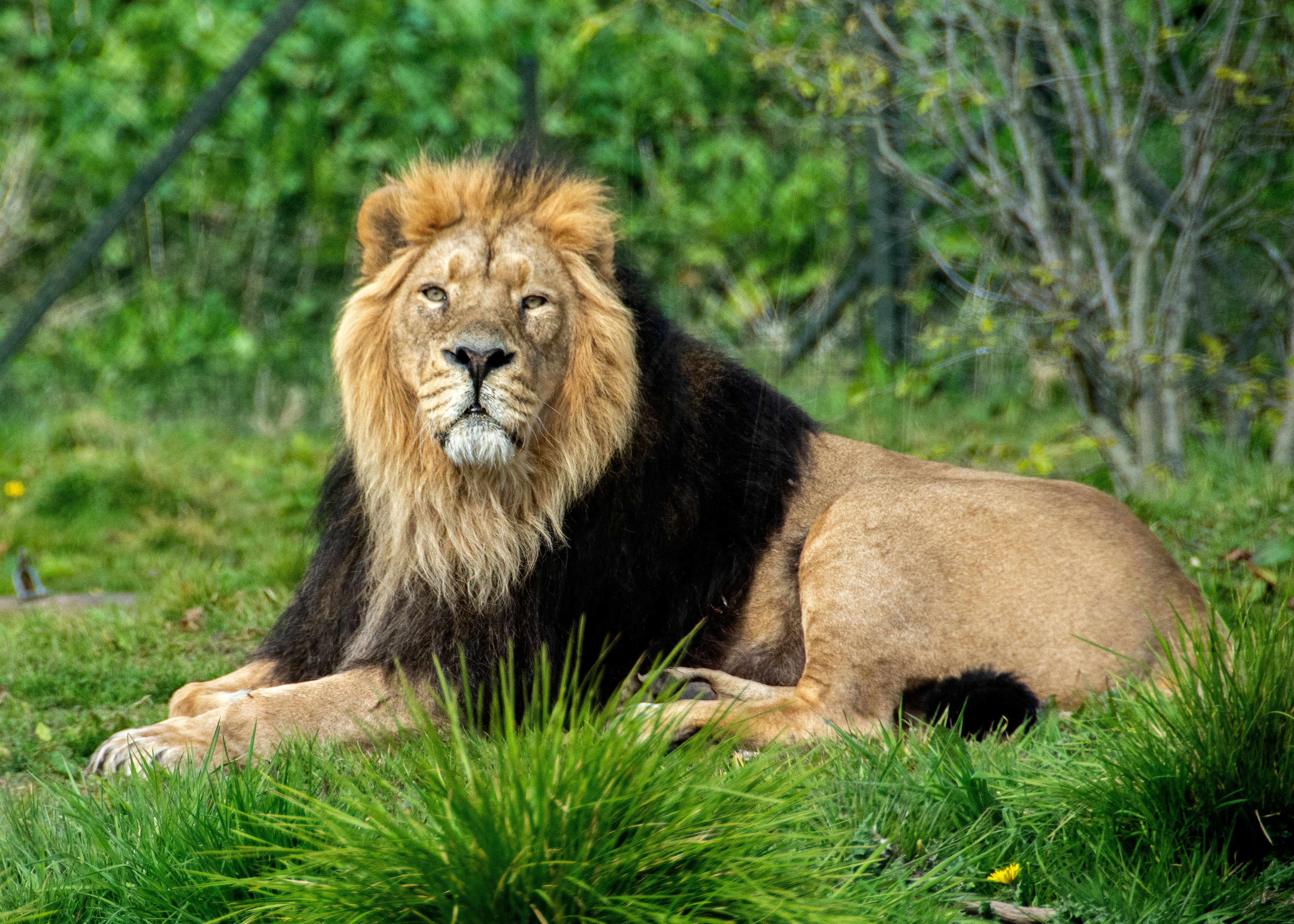 Lion Without Background Photos, Download The BEST Free Lion Without ...