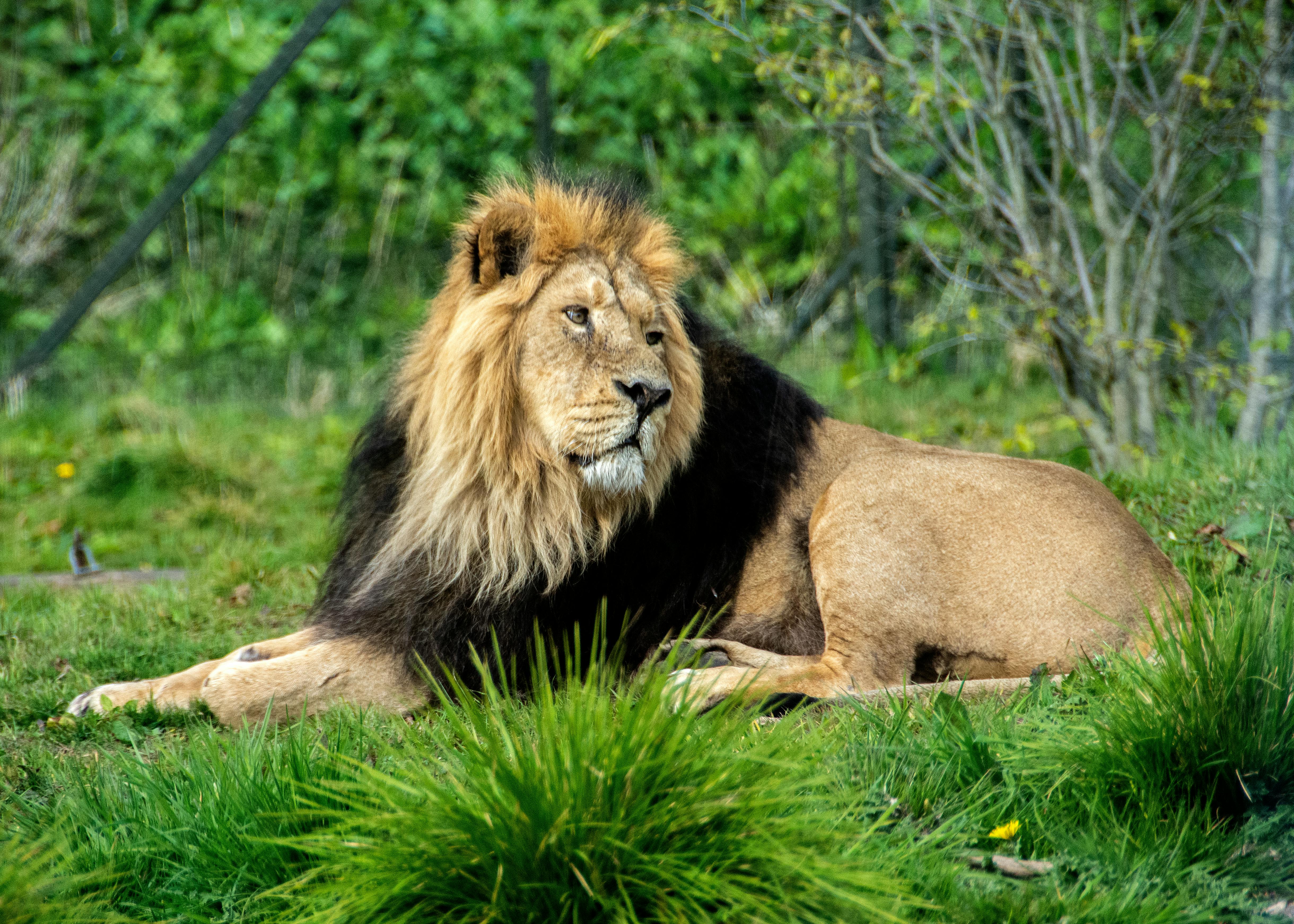 Close-Up Photography of a Lion · Free Stock Photo