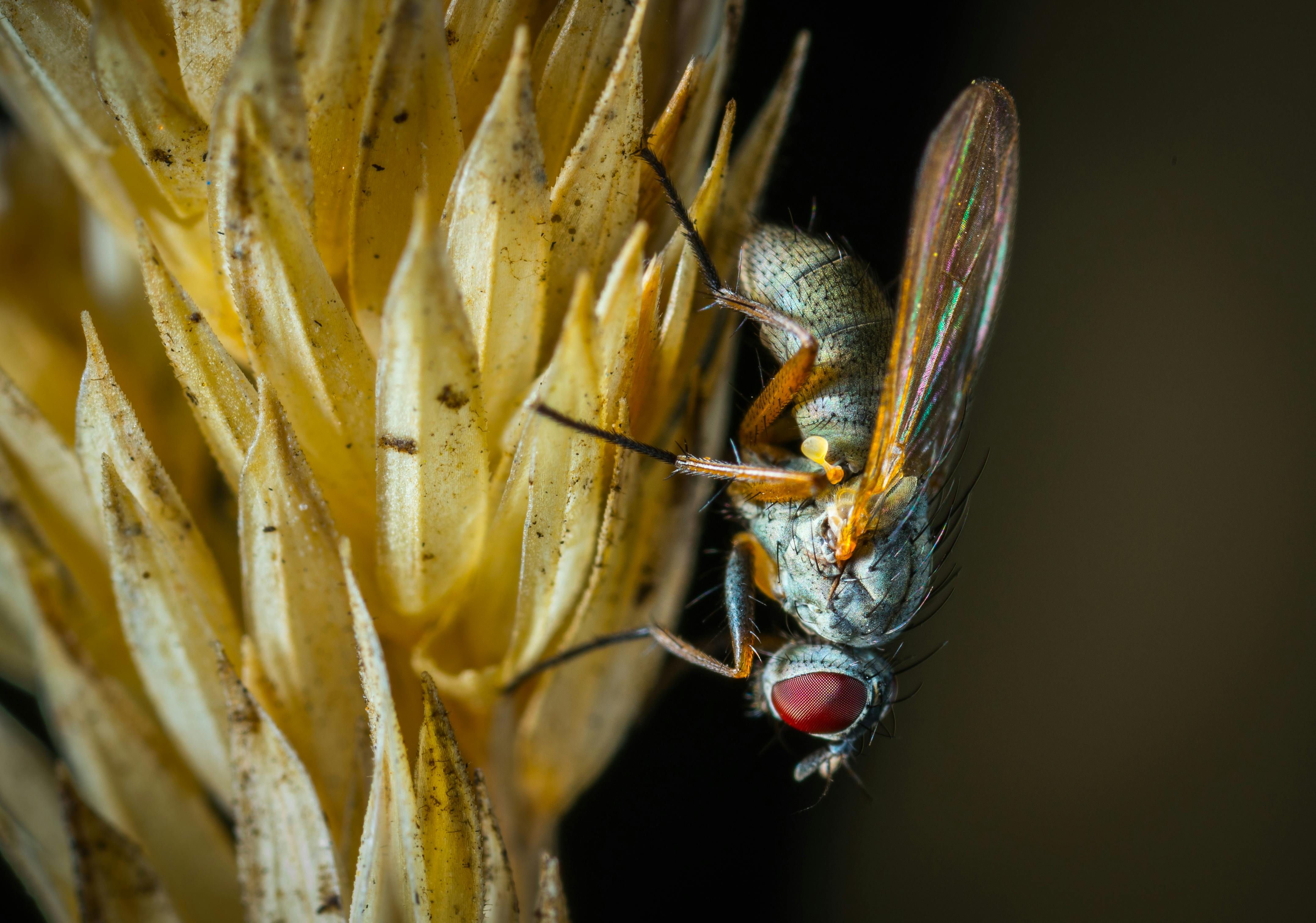 Macro Photography of Fly · Free Stock Photo