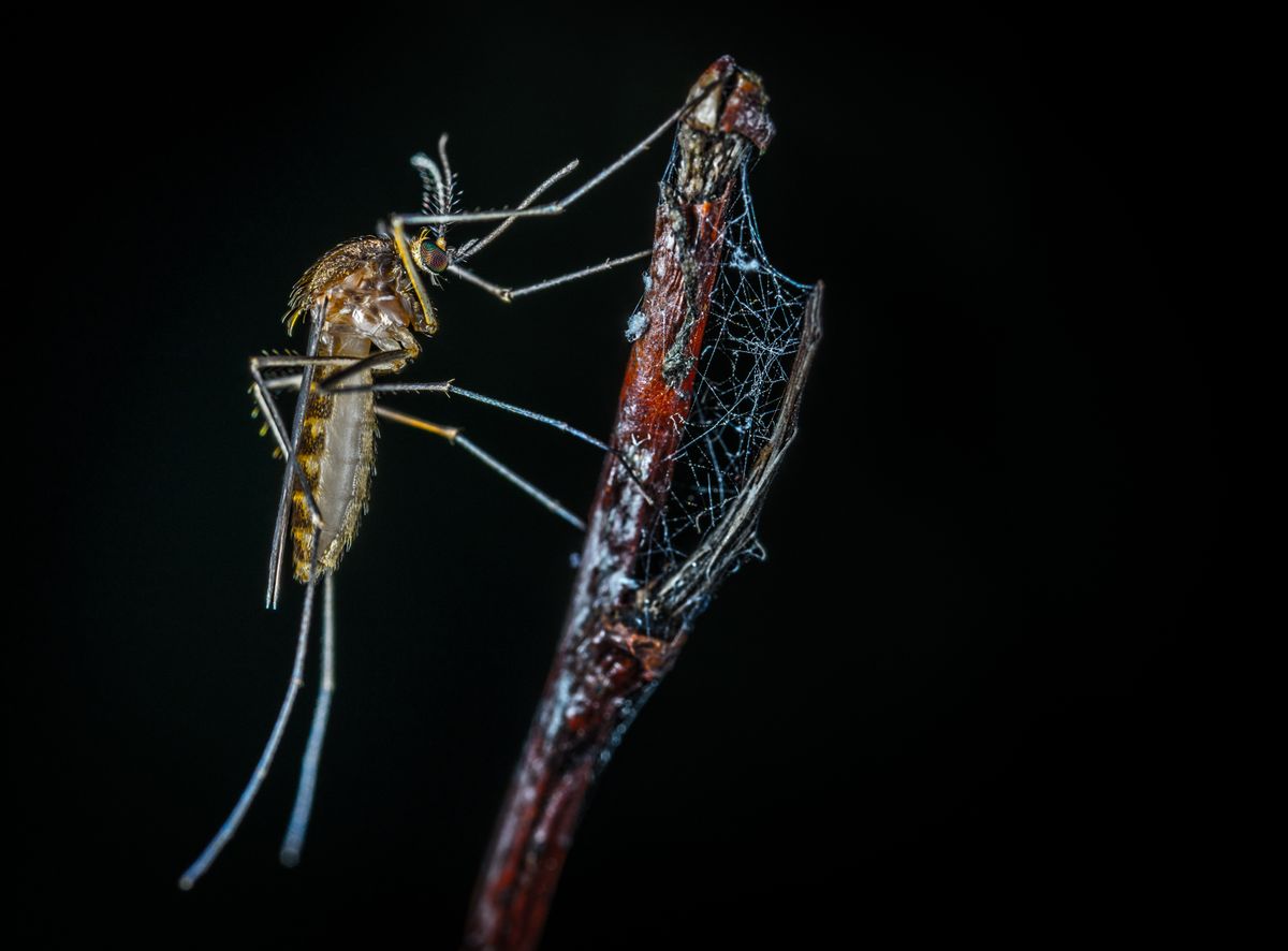 Mosquito Photos, Download The BEST Free Mosquito Stock Photos & HD Images
