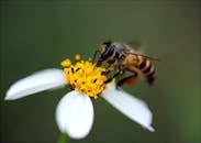 More 90 Nectar Synonyms. Similar words for Nectar.