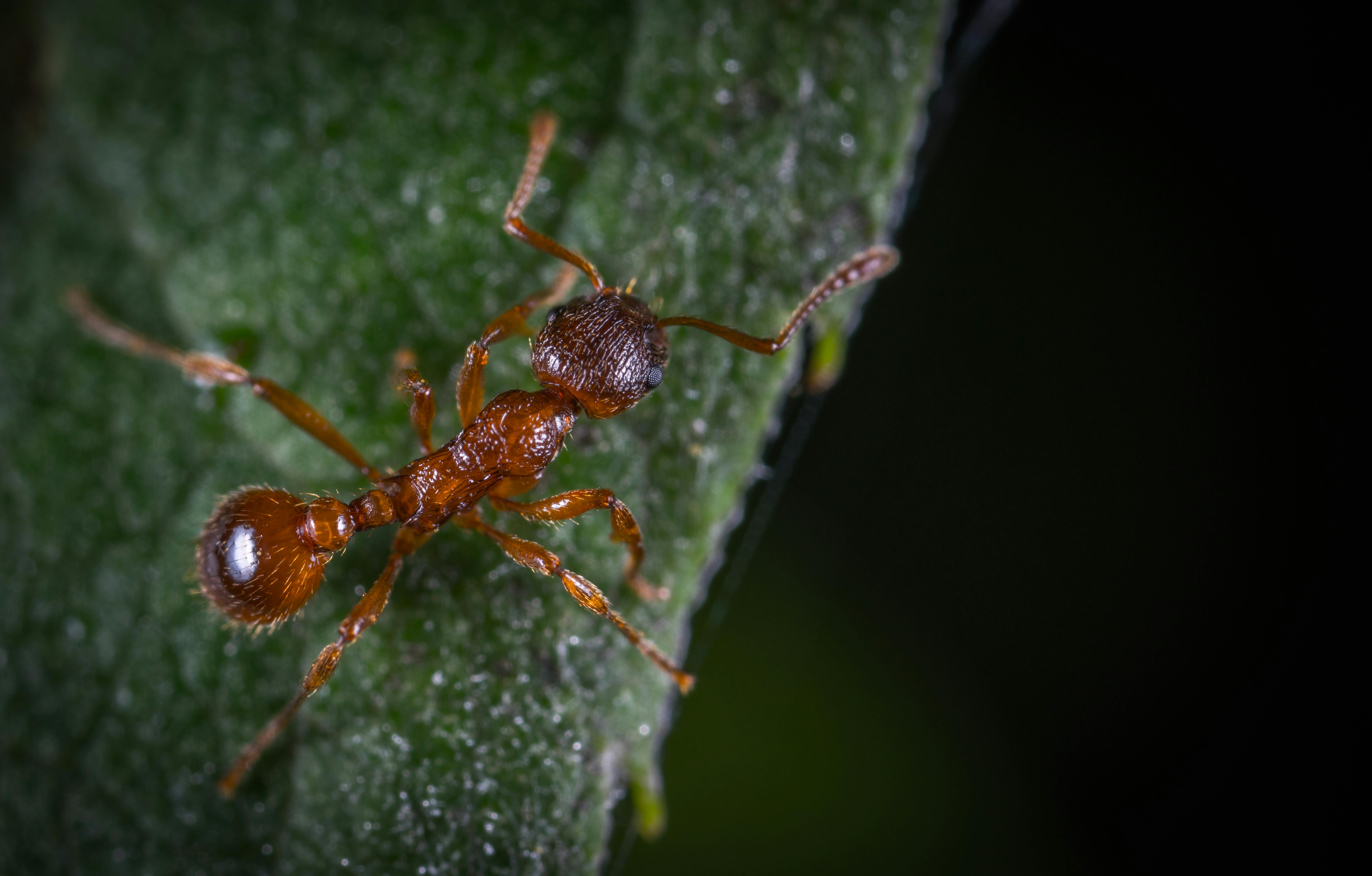 Micro Photography of Fire Ant · Free Stock Photo