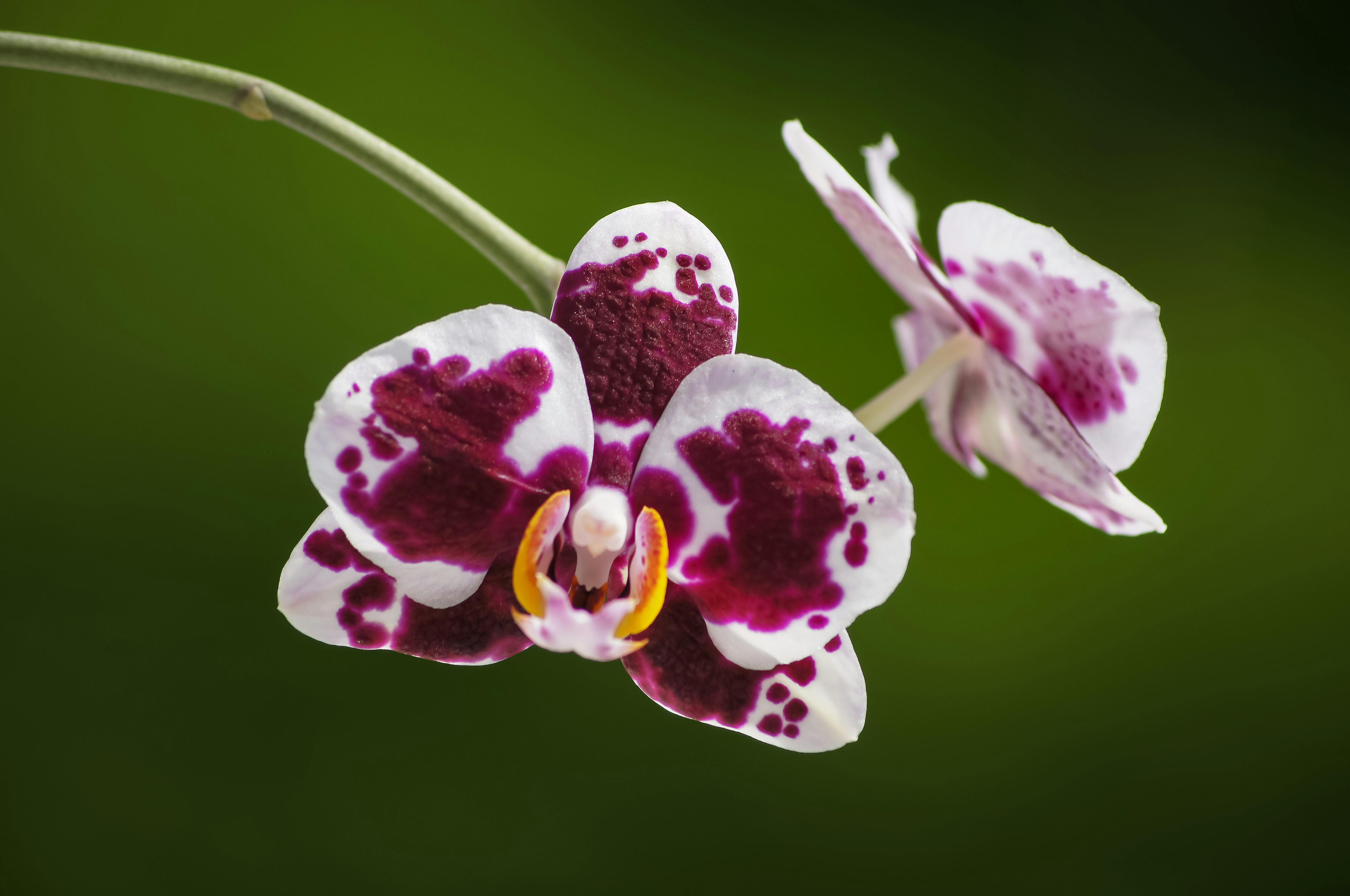 Photo of Hydrangea Flowers · Free Stock Photo