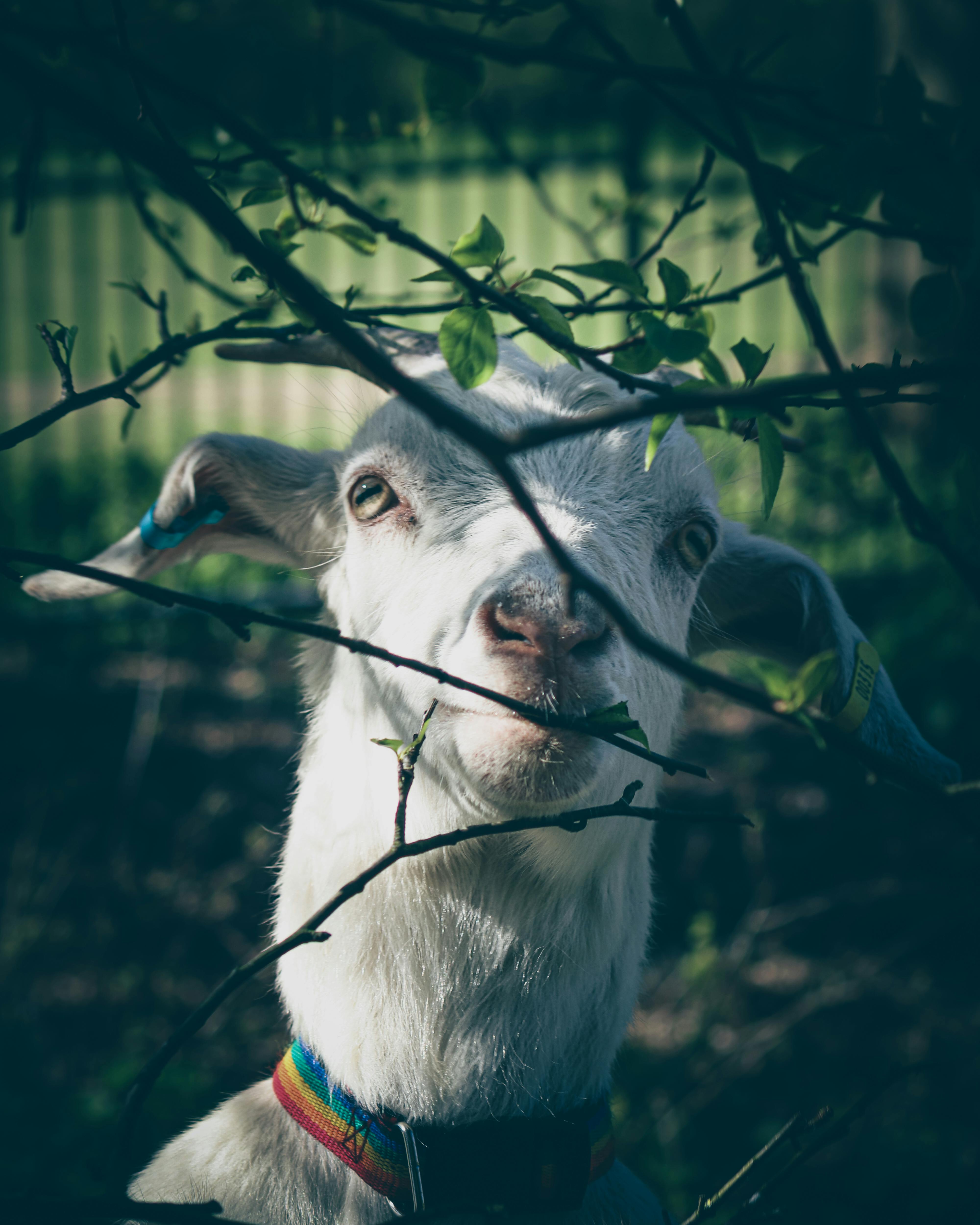 Goats 37 Photos & Videos Collected by Boys in Bristol Photography