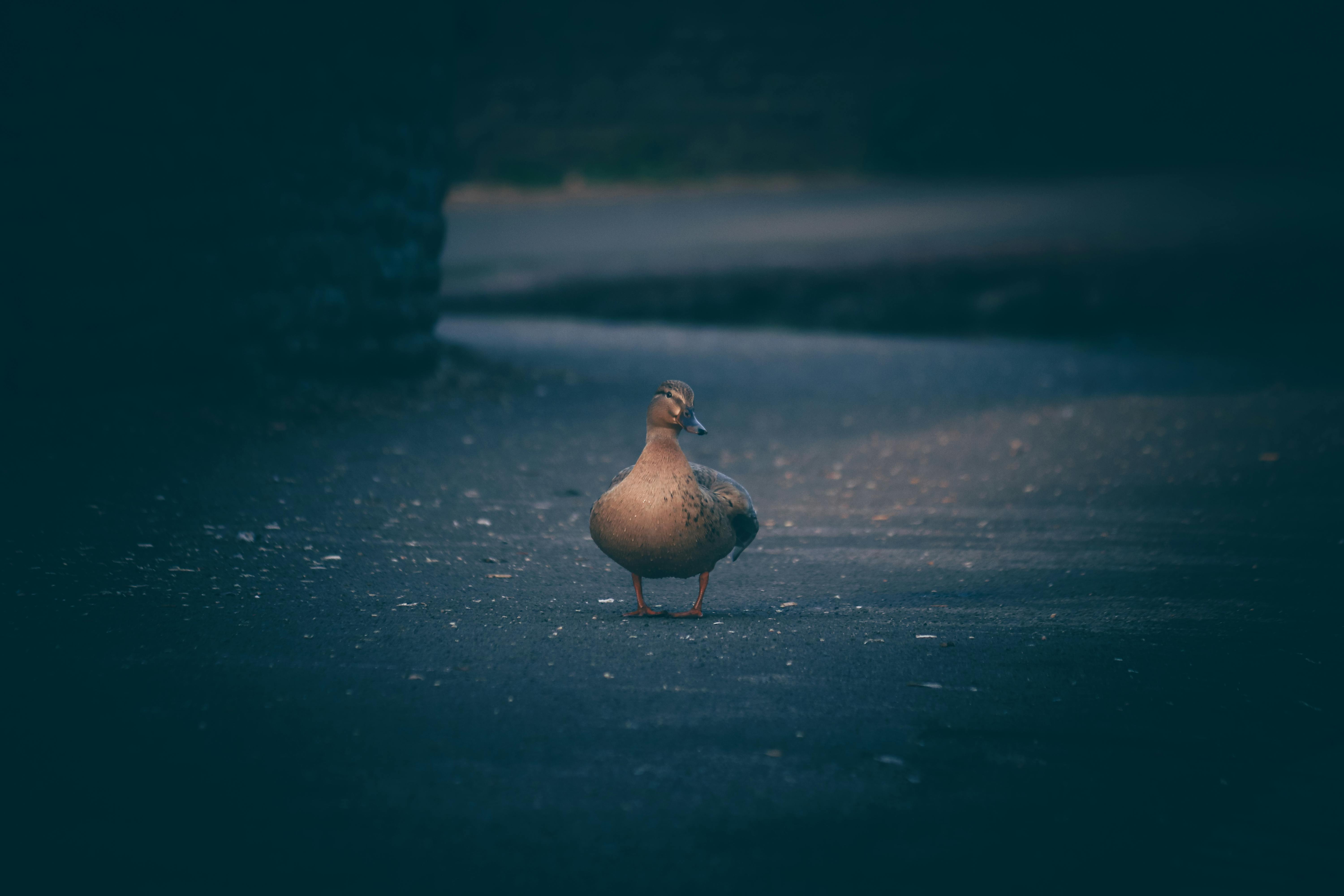 Walk The Duck Photos, Download The BEST Free Walk The Duck Stock Photos ...