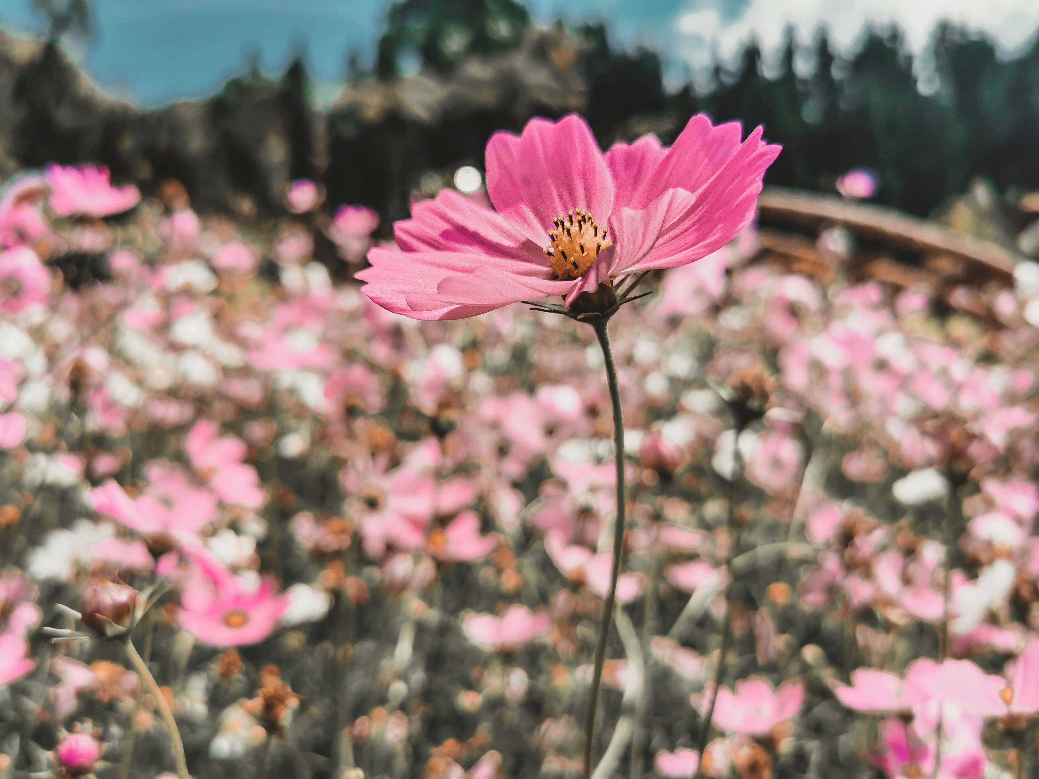 Close-up of Pink Cosmos Flowers · Free Stock Photo