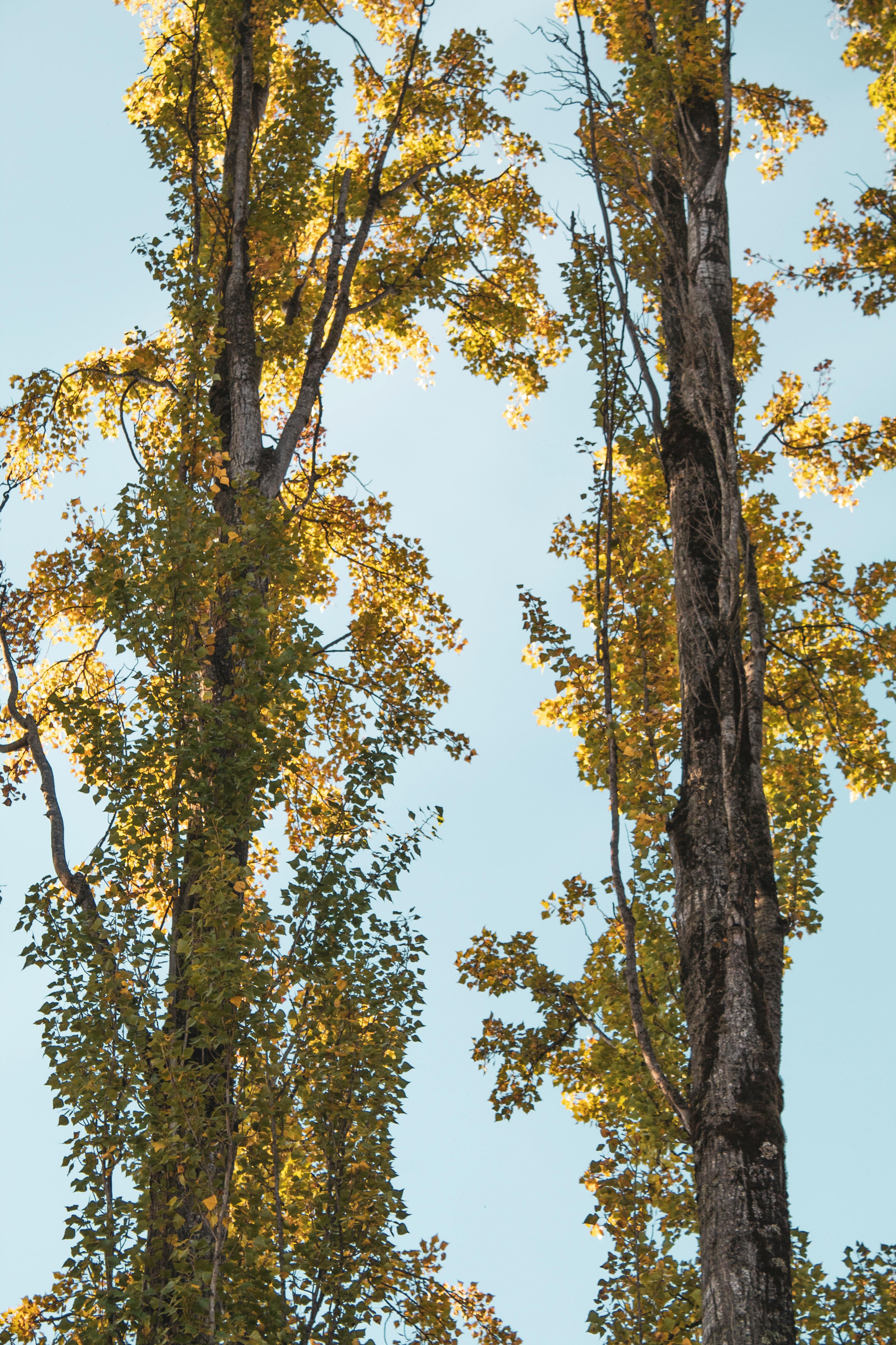 Photo of Tall Trees · Free Stock Photo