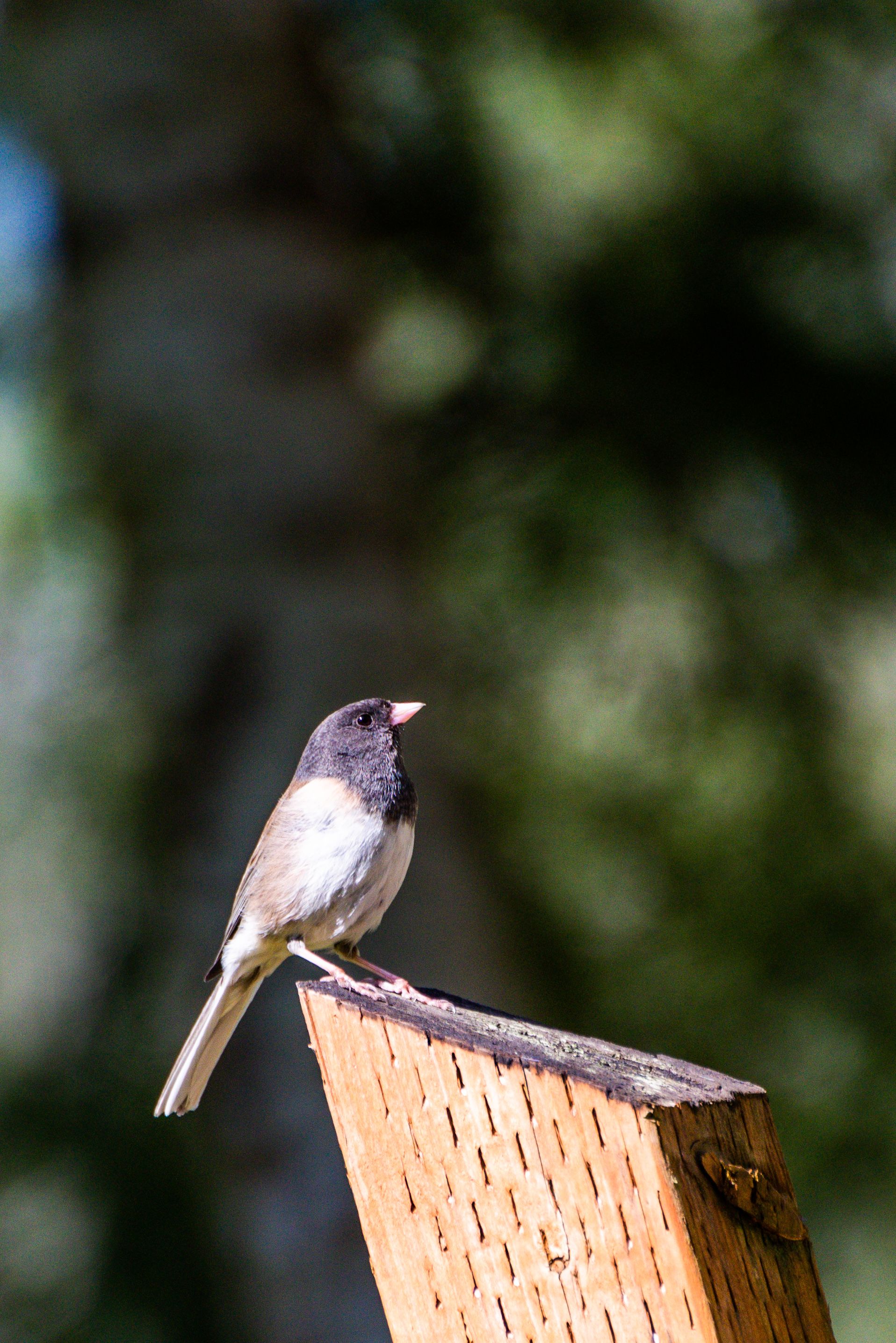 Small Bird Sitting on Wooden Plank · Free Stock Photo