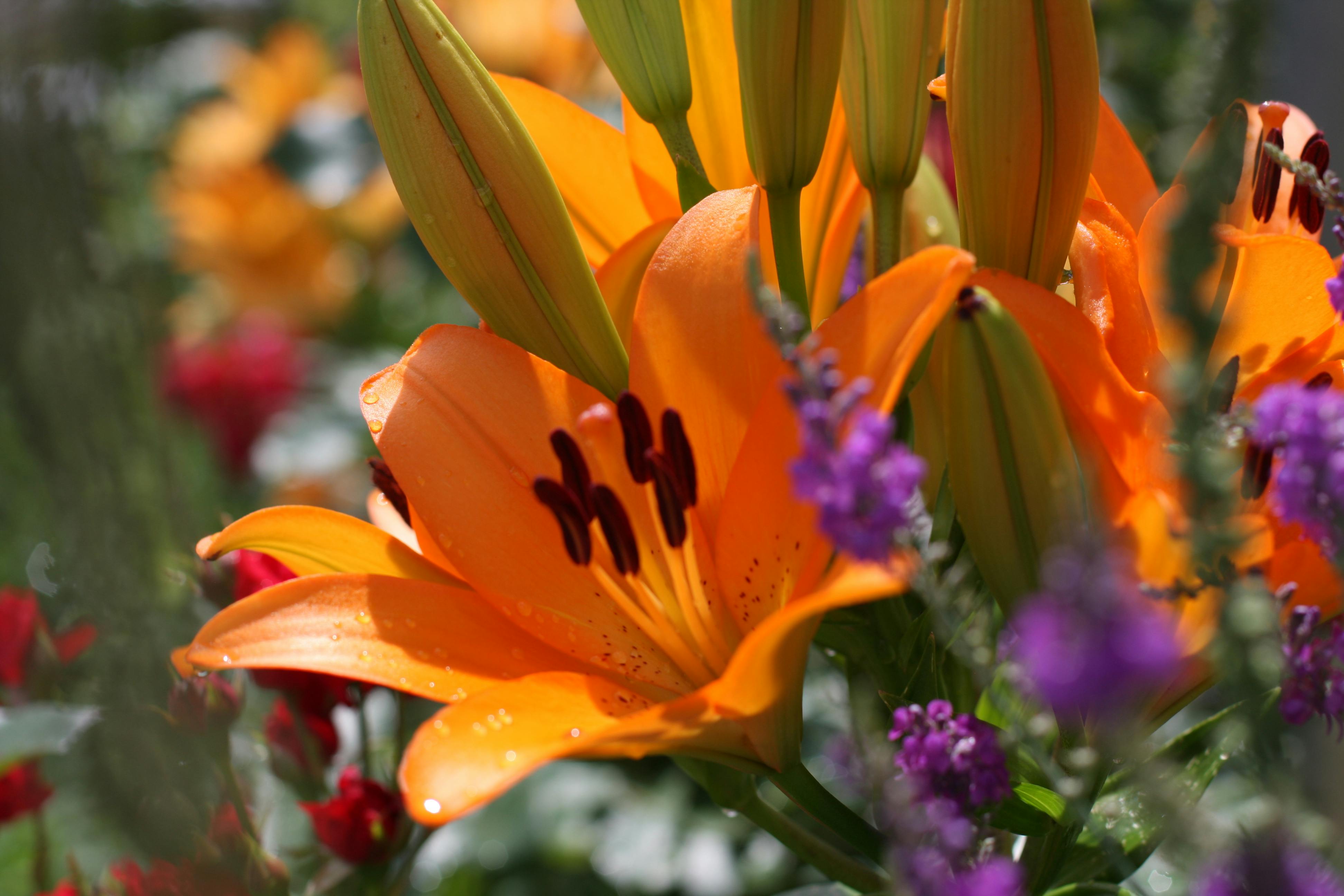 Close up of Colorful Flowers · Free Stock Photo