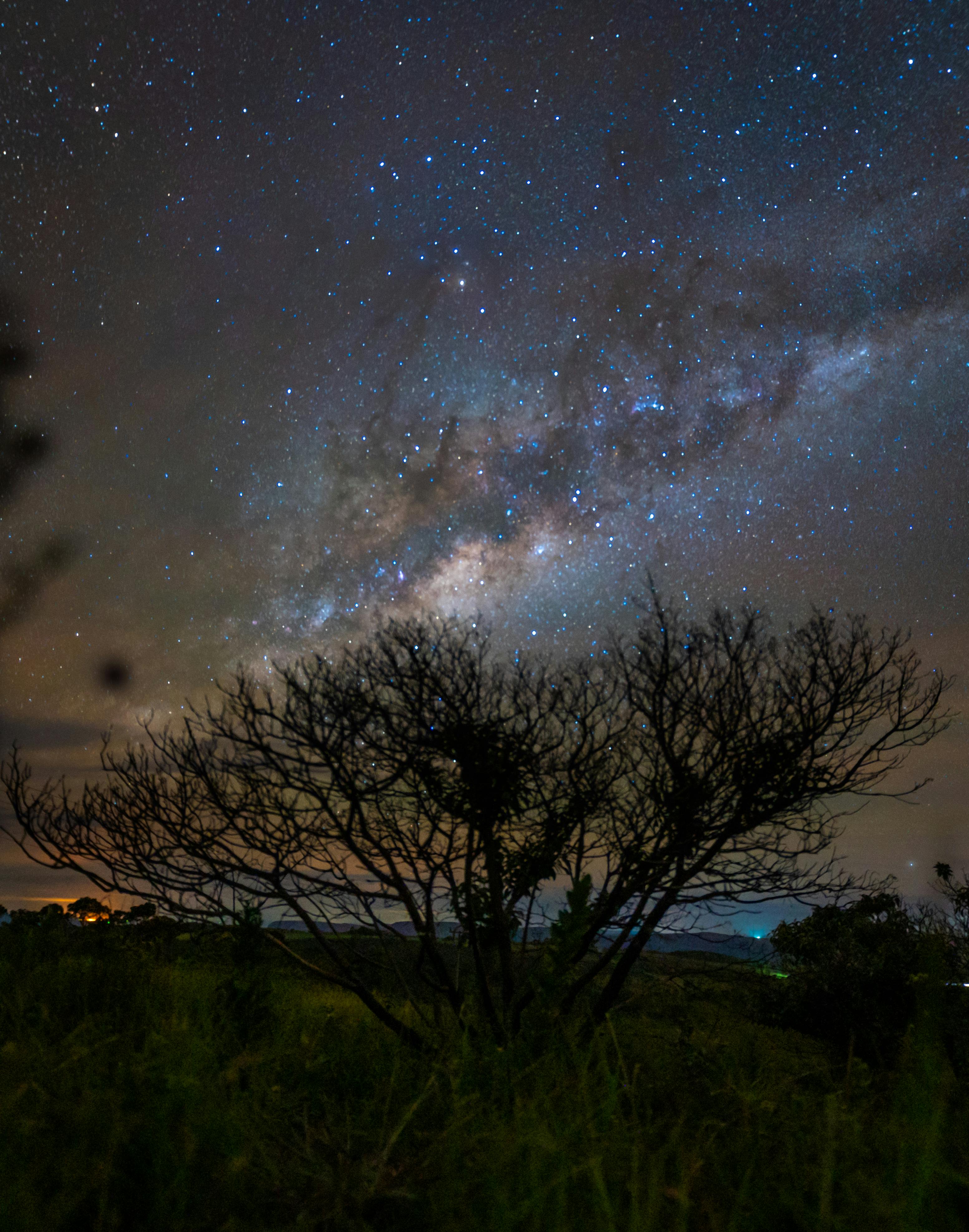 Stars over Trees at Night · Free Stock Photo