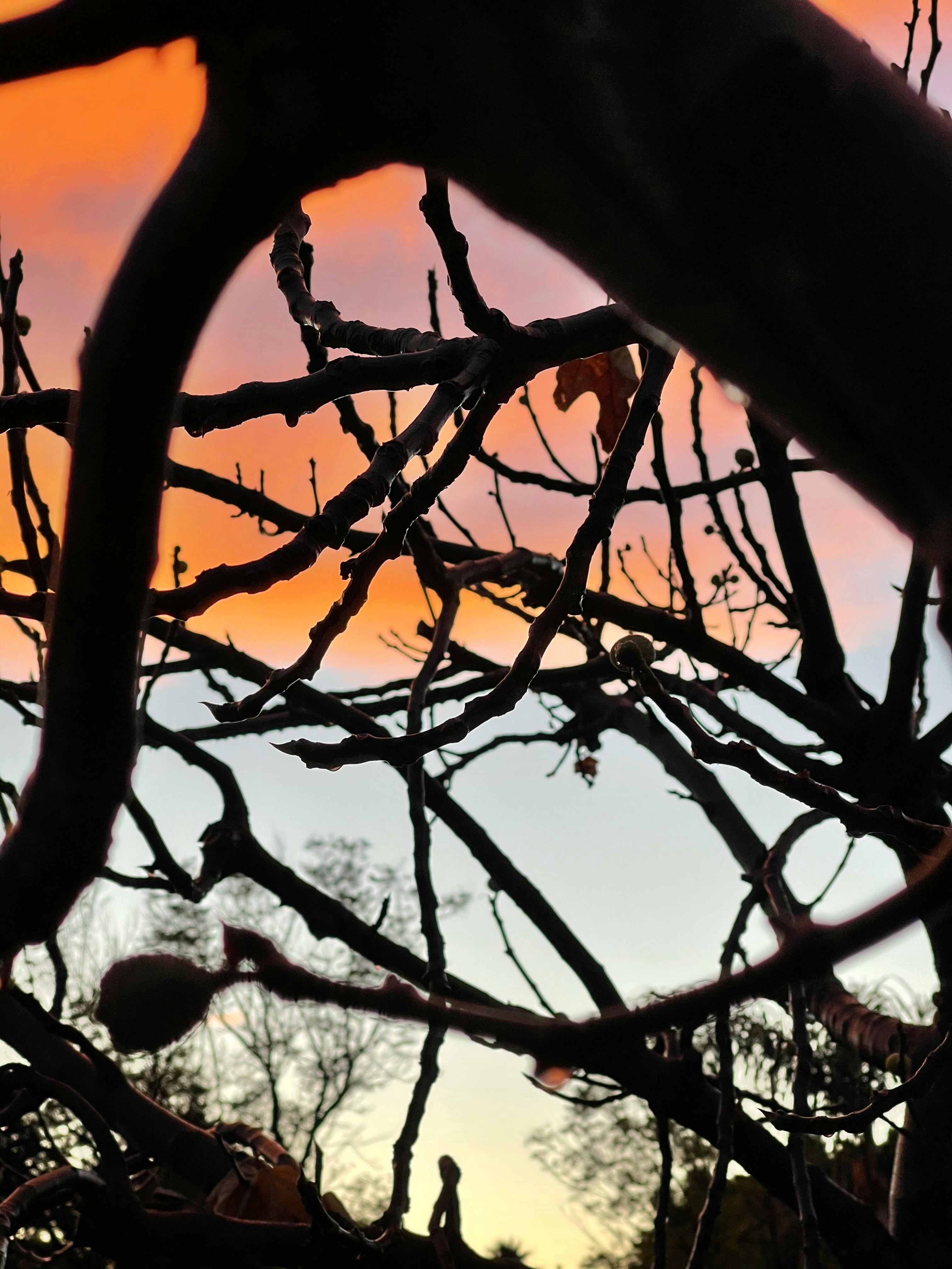 Rachel Ferguson - Fotografie