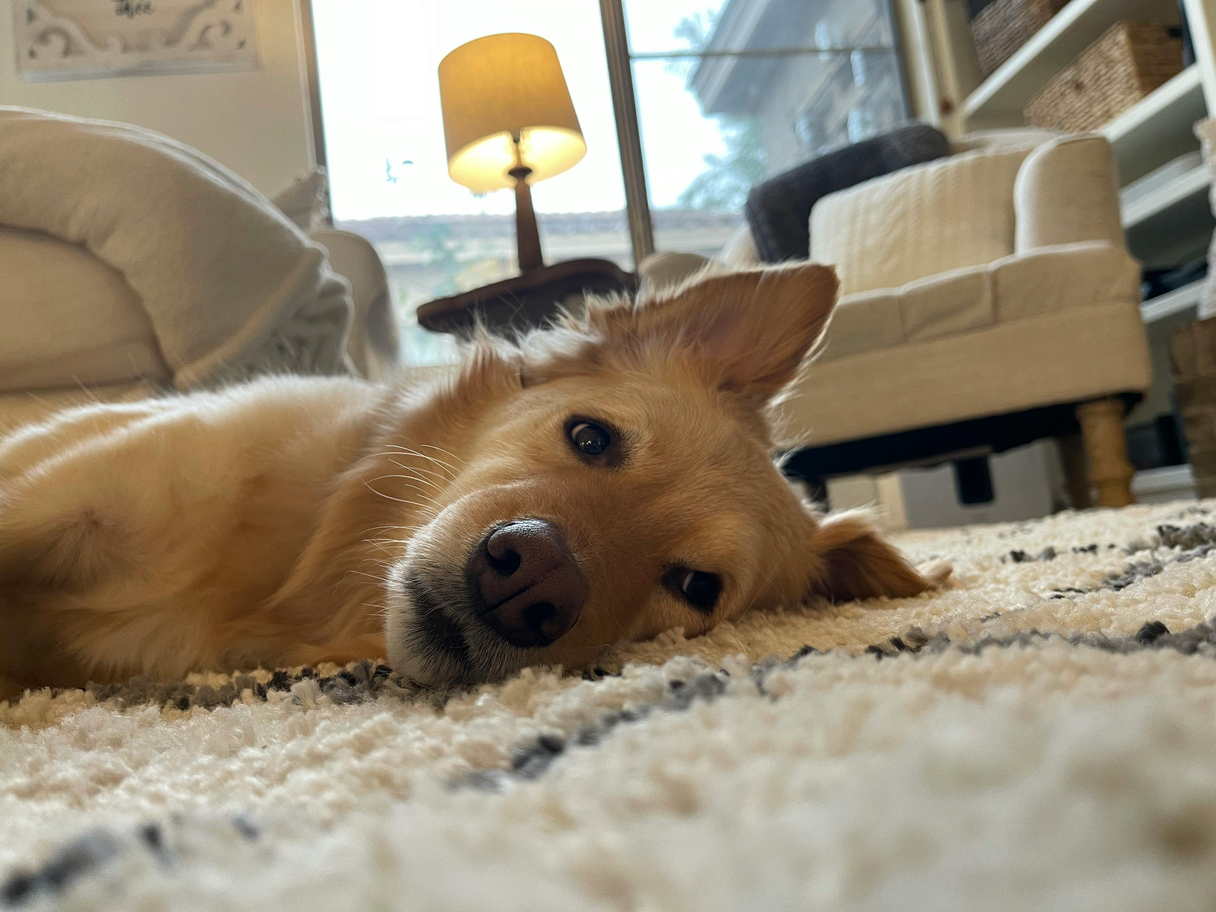 Rachel Ferguson - Photography