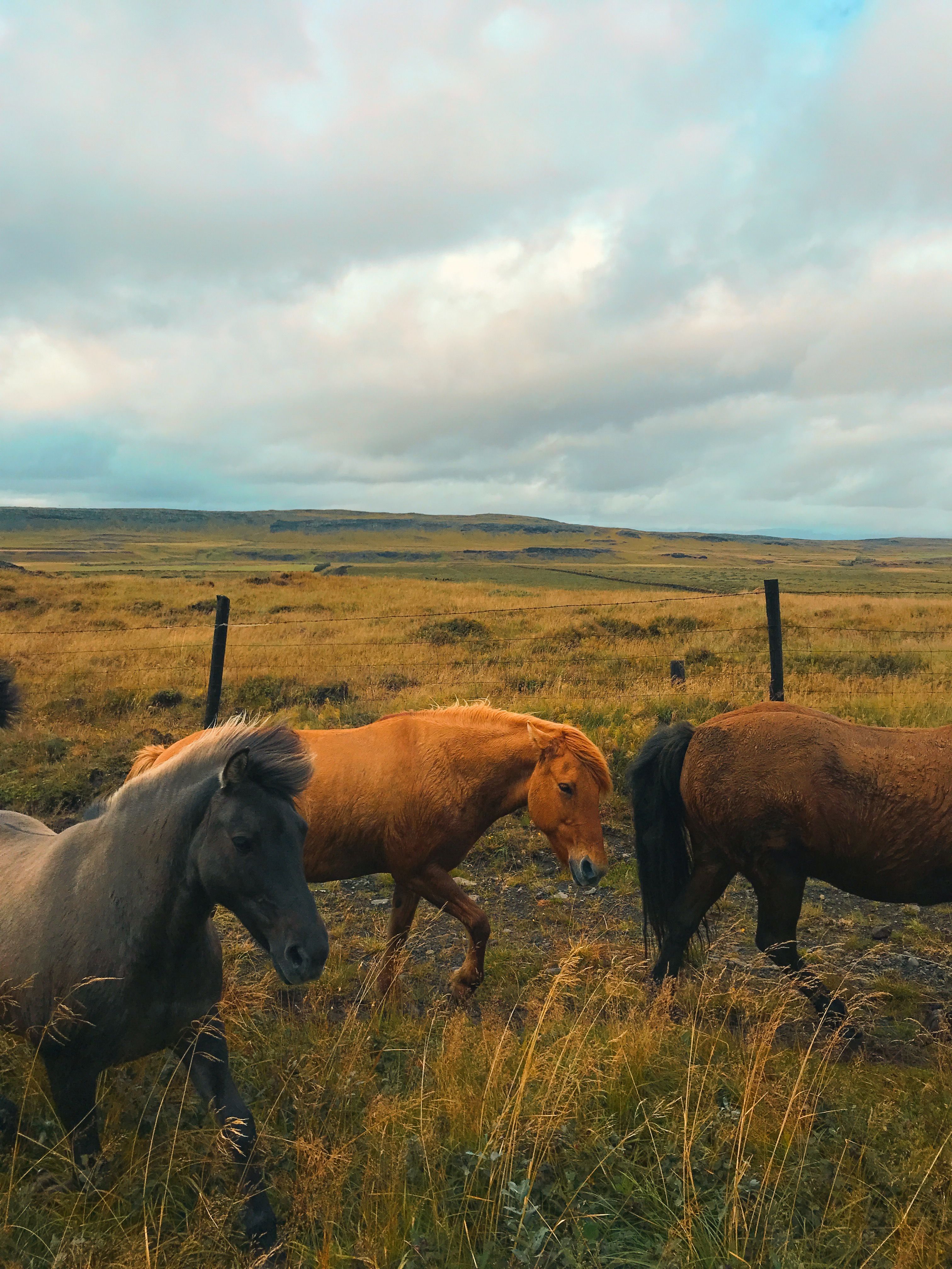Horses on Green Grass Field · Free Stock Photo