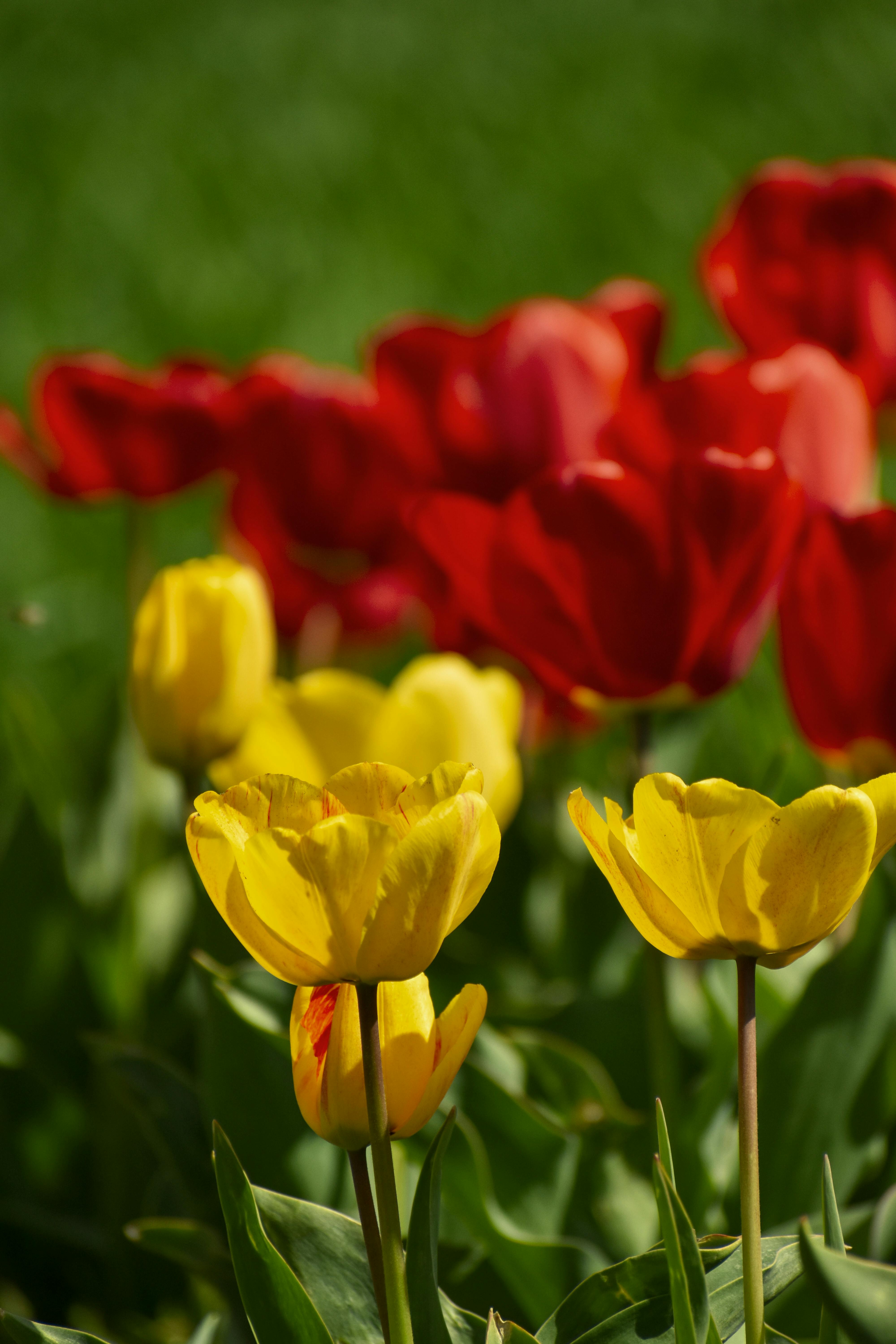 Close up of a Plant · Free Stock Photo
