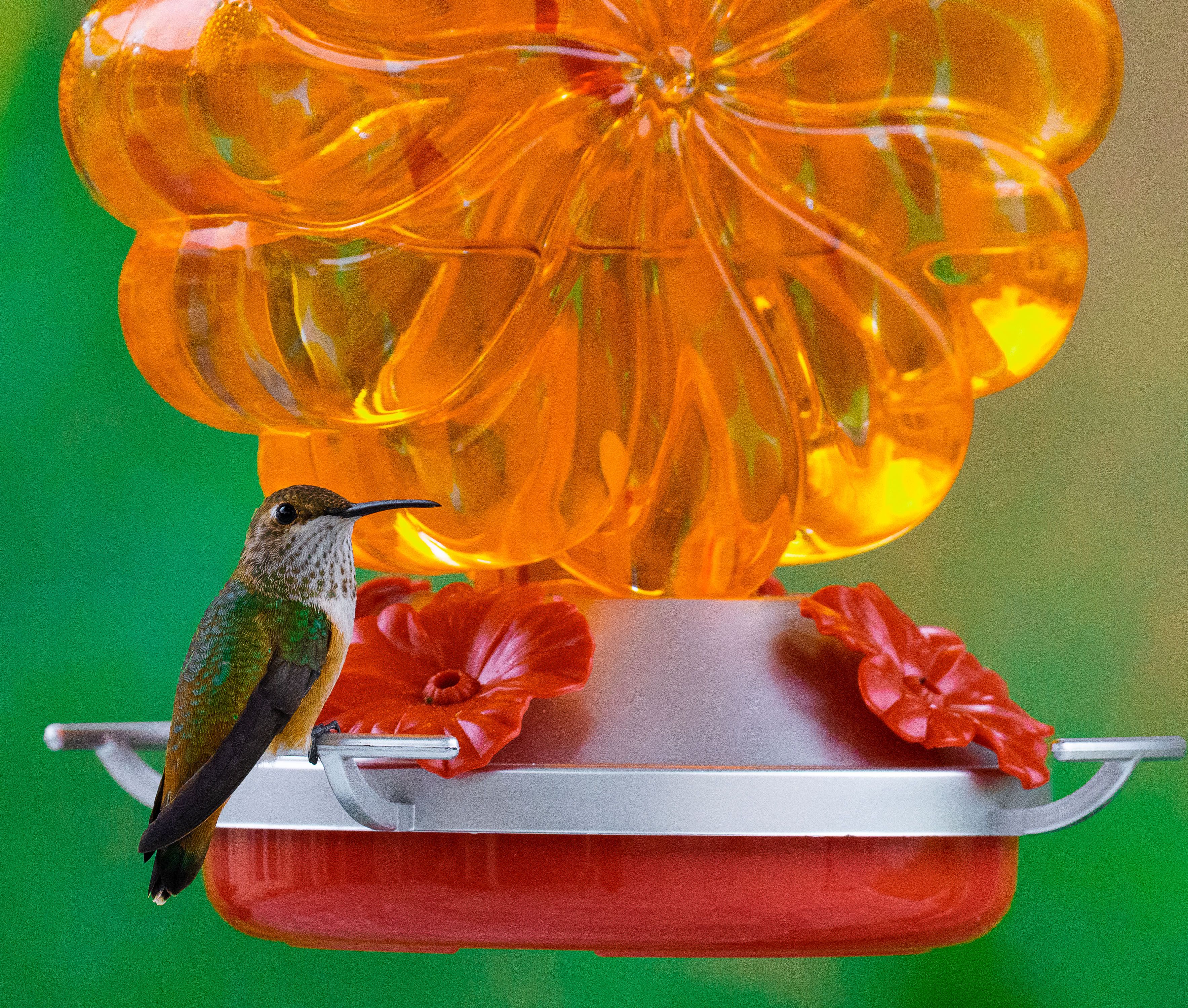 Hummingbird Sitting on Plastic Bowl · Free Stock Photo