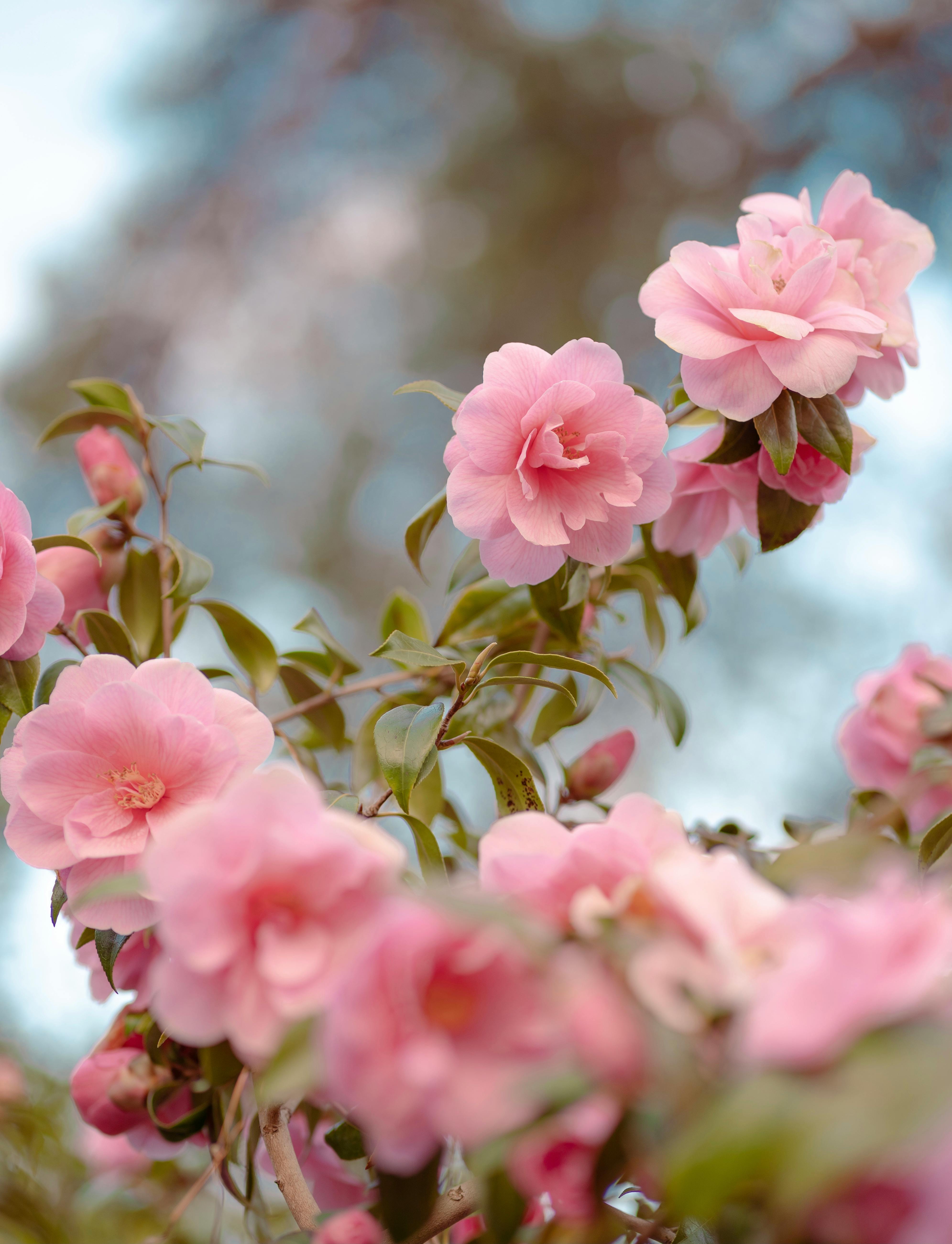 Close up of Pink Flowers · Free Stock Photo