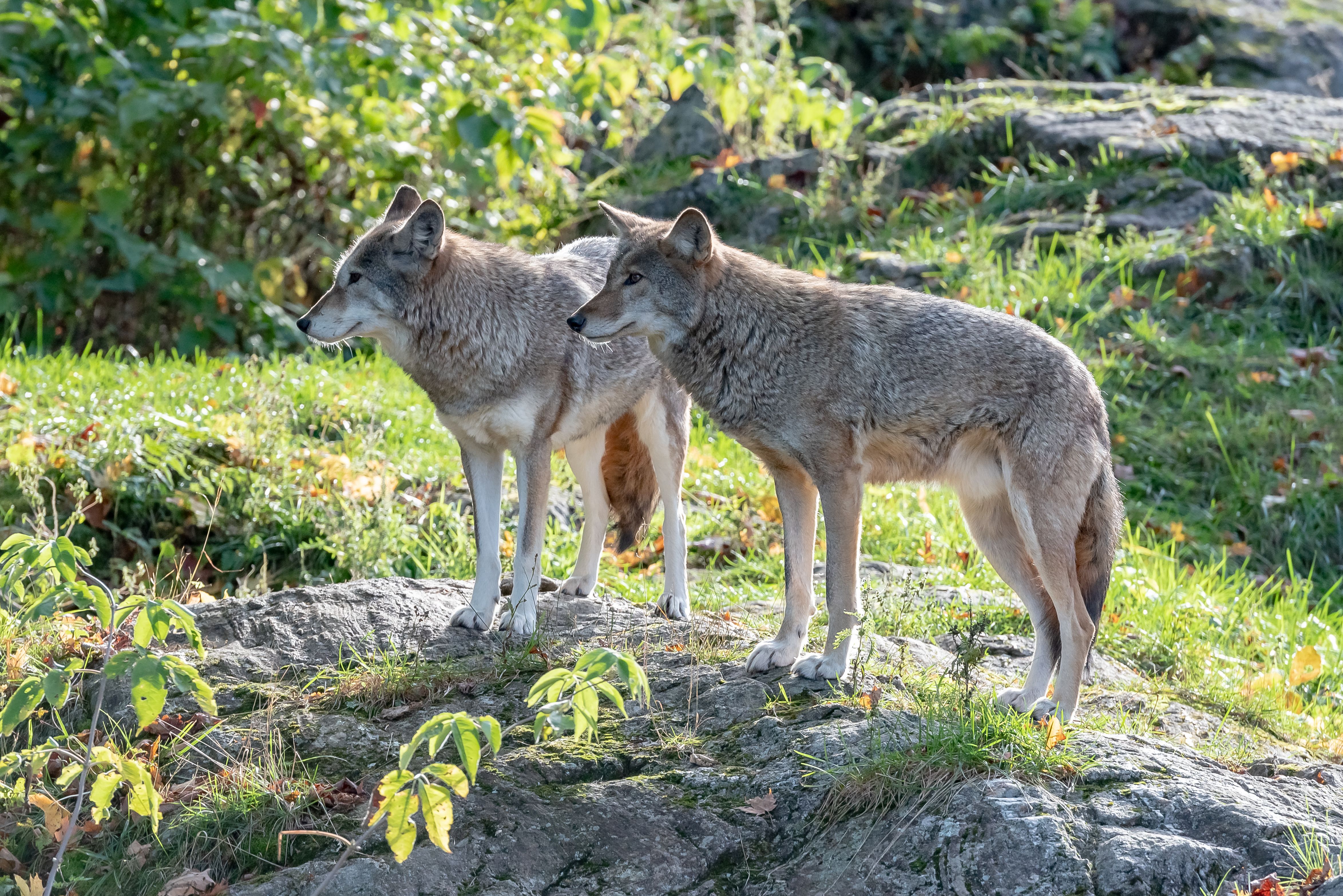 Wolves Photos, Download The BEST Free Wolves Stock Photos & HD Images