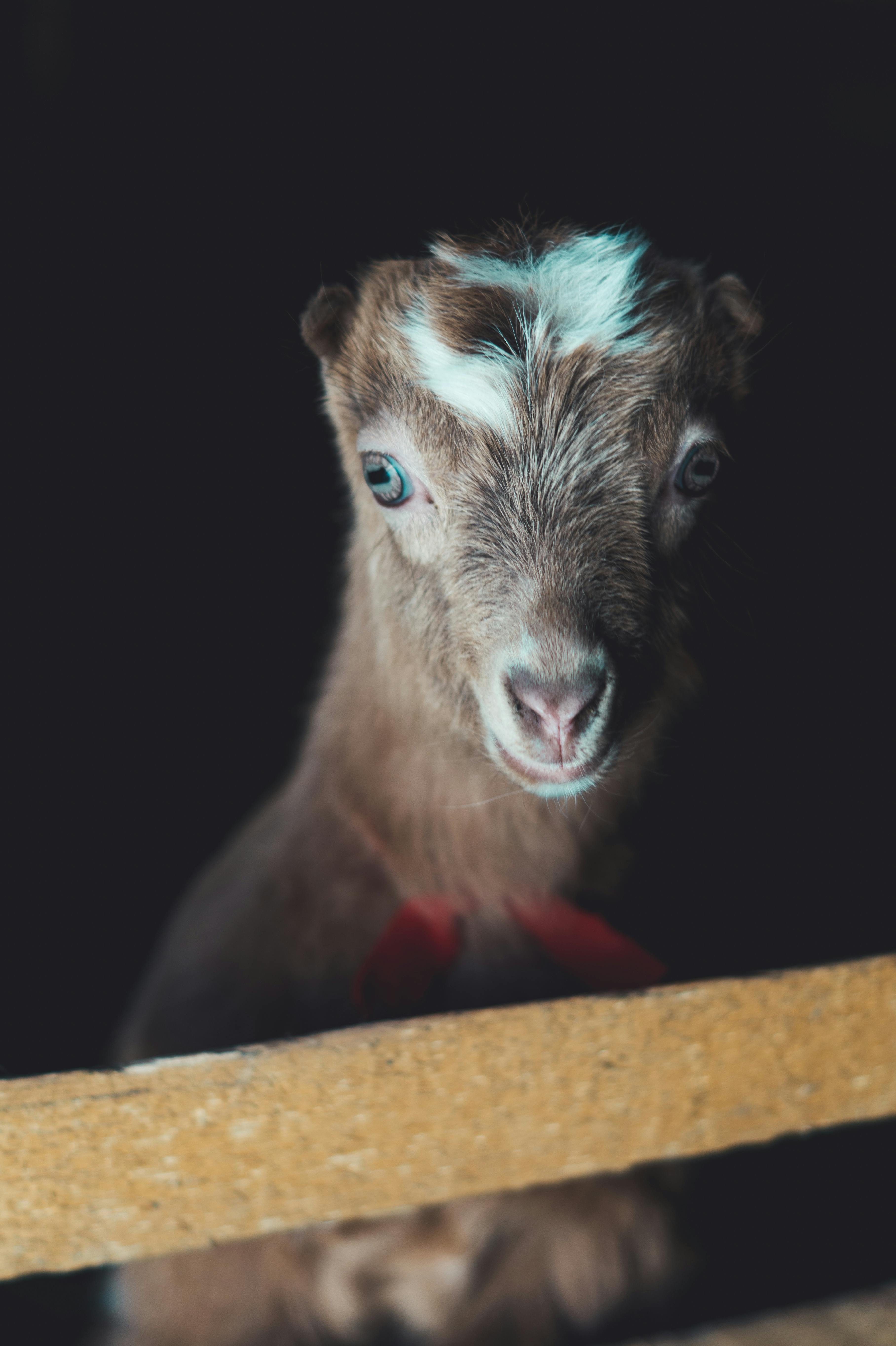 Goat Dark Photos, Download The BEST Free Goat Dark Stock Photos & HD Images