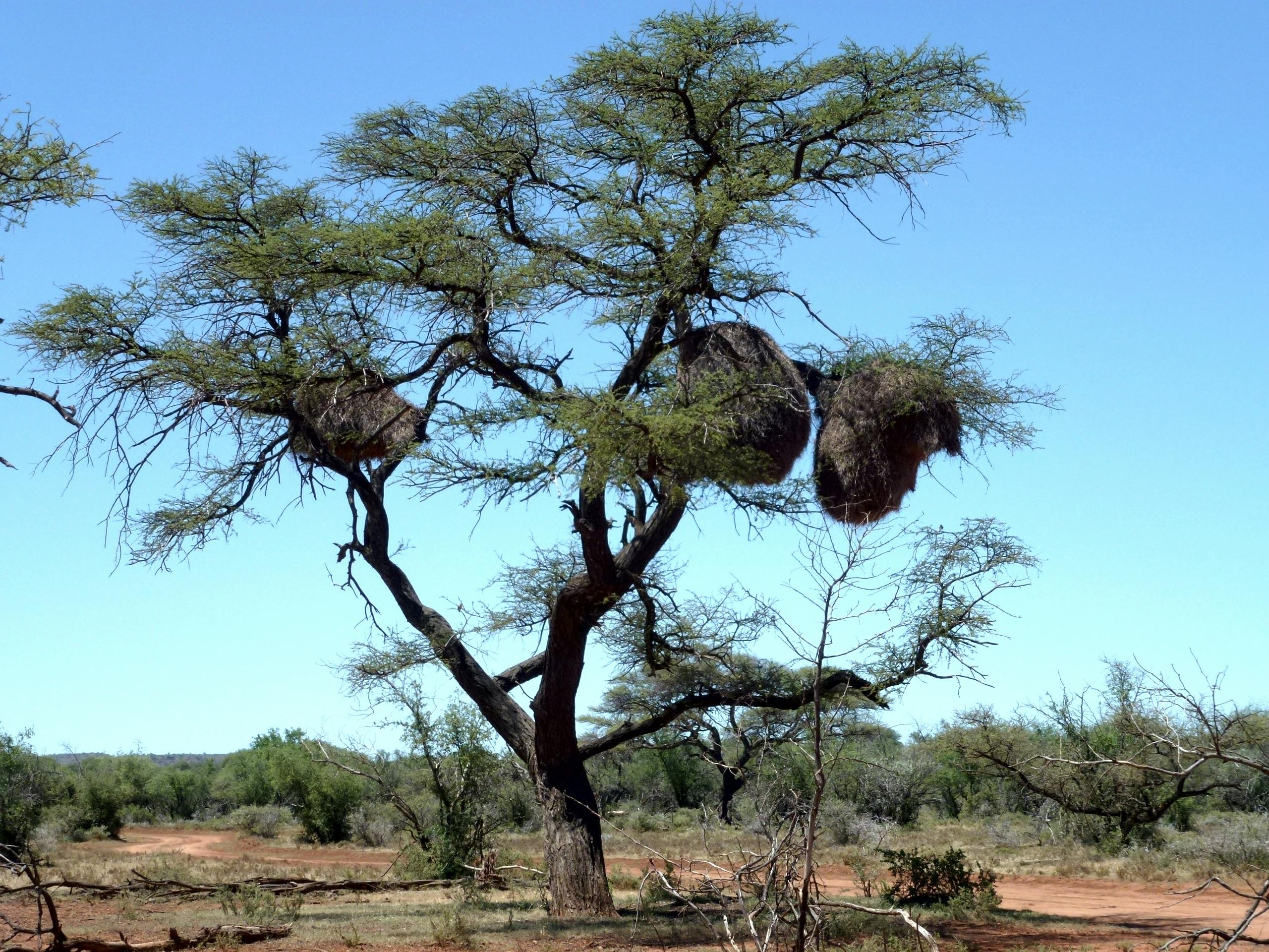 Photo gratuite de doigt de dieu, effondrement avant 1988, mukurob