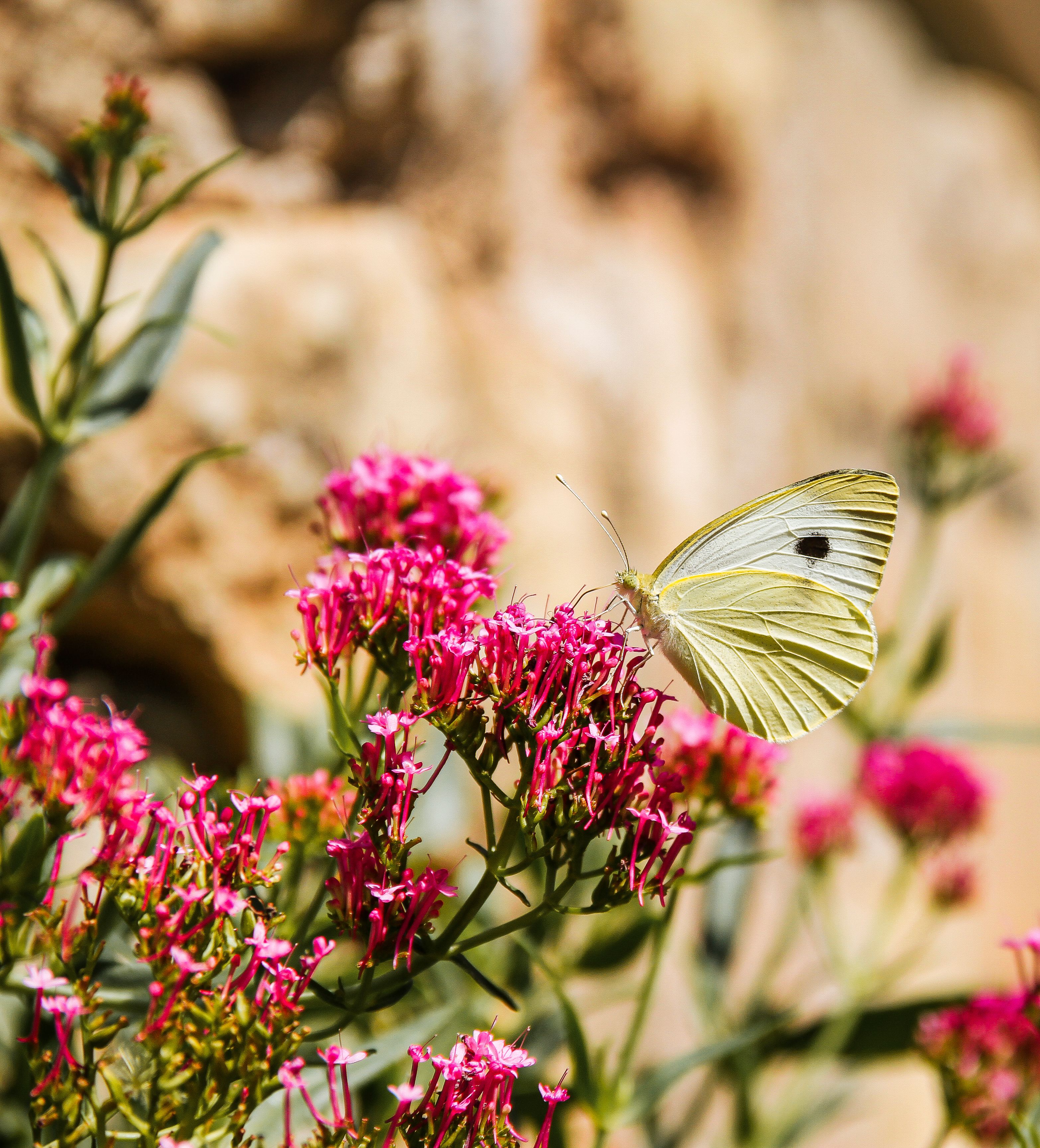 Pollinator Garden Photos, Download The BEST Free Pollinator Garden ...