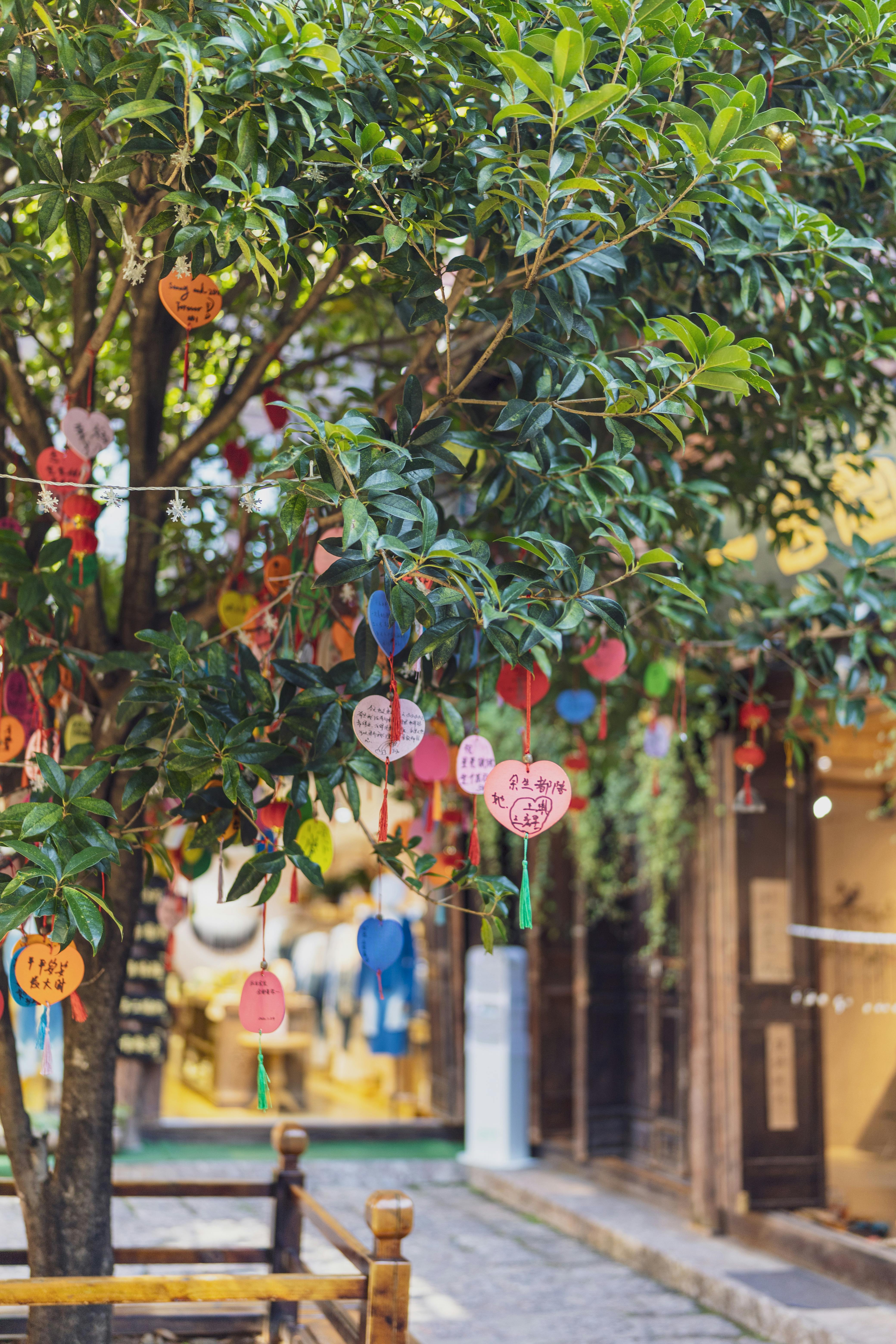 Decorated Tree in Town · Free Stock Photo