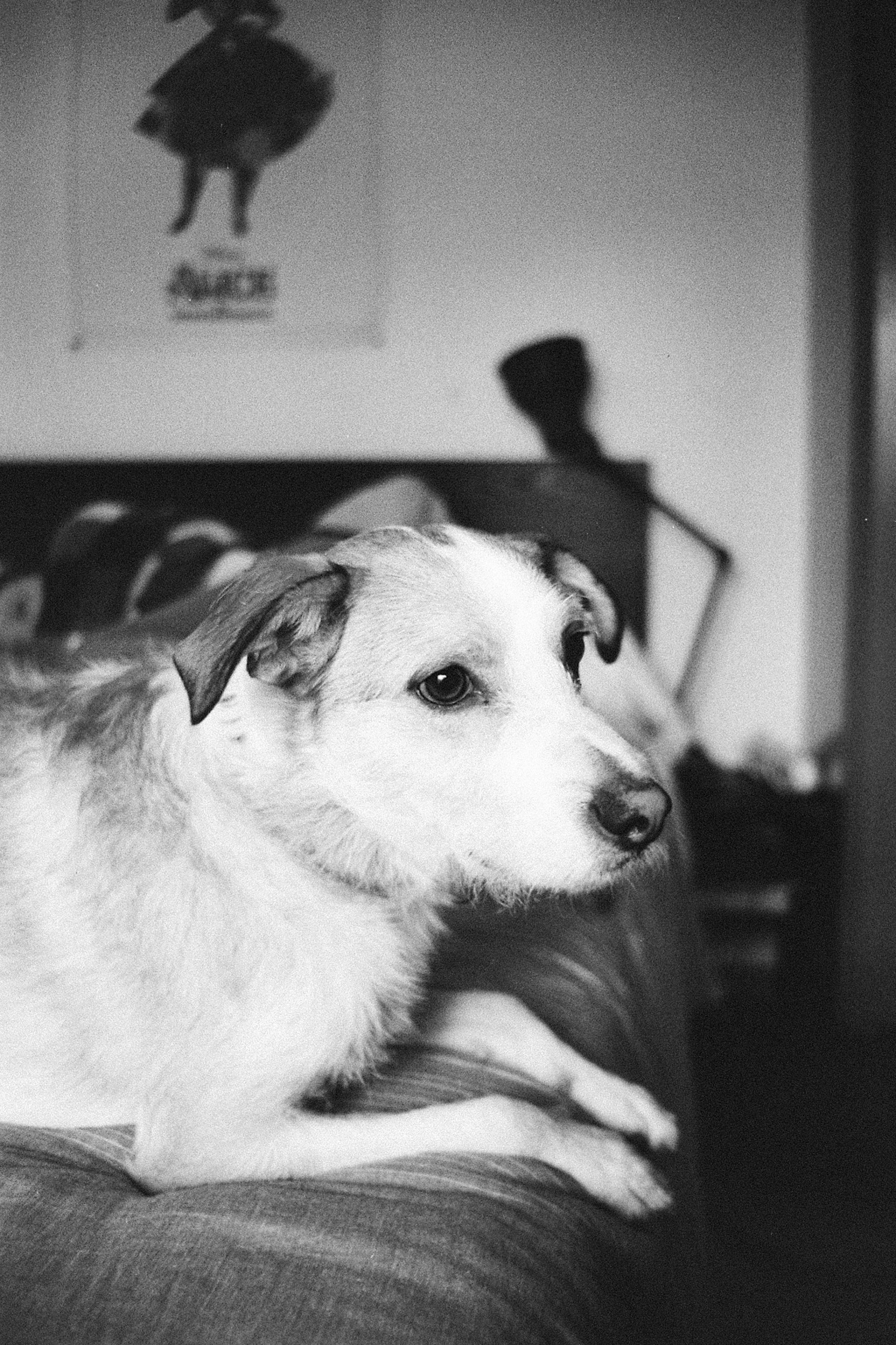 Grayscale Photo of a Dalmatian Dog · Free Stock Photo