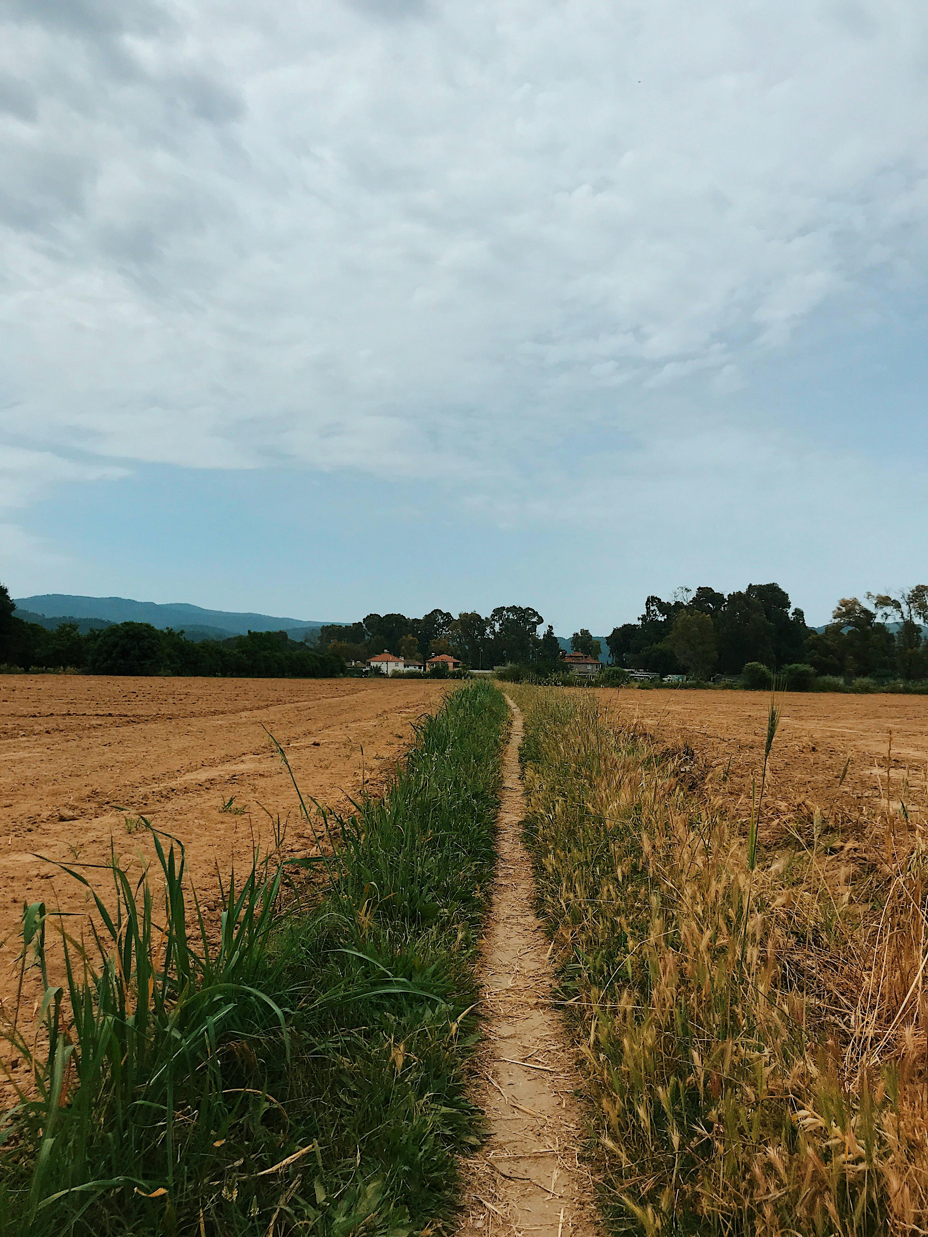 Footpath Between a Farm Field · Free Stock Photo