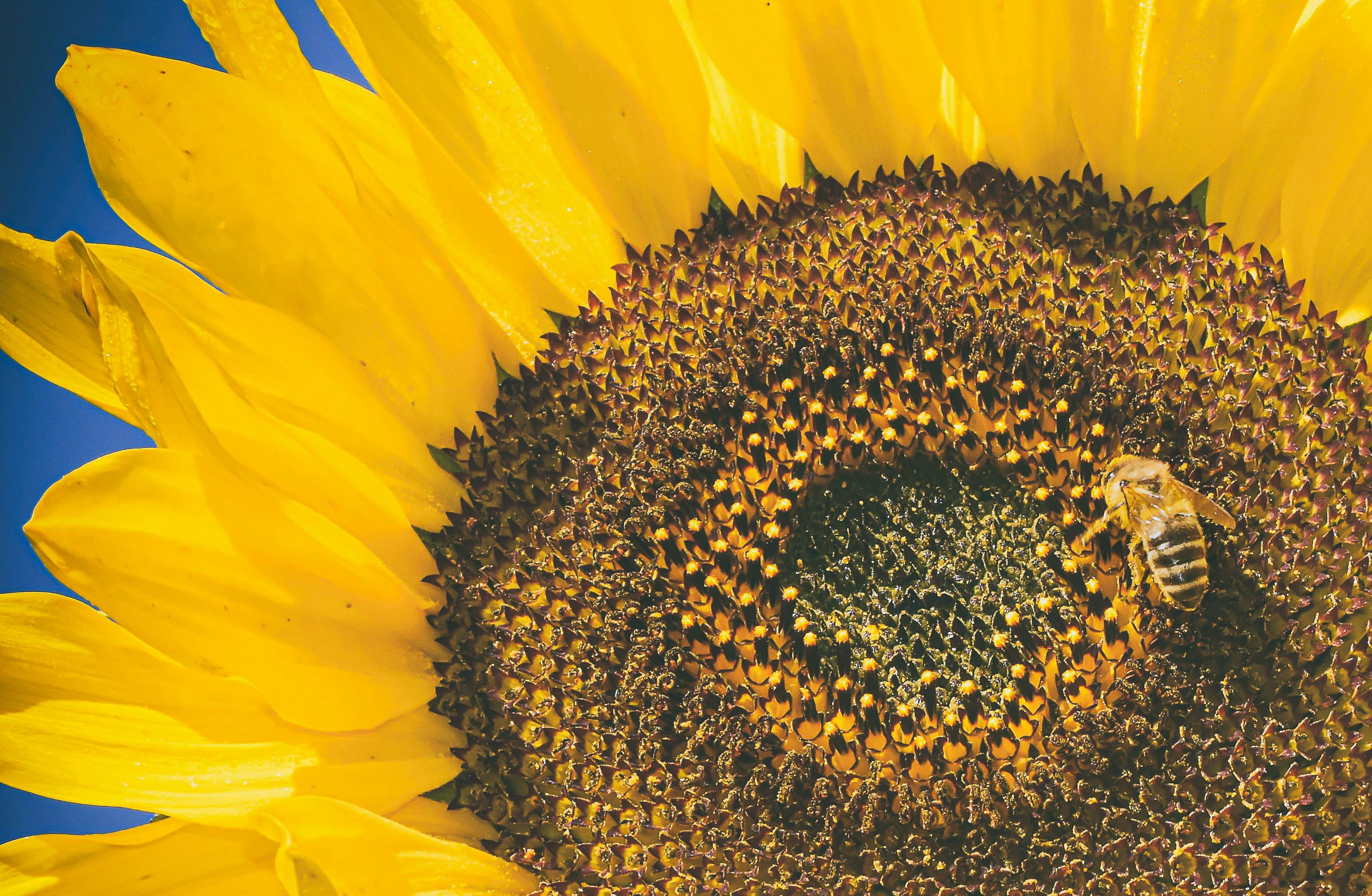 Bee on Yellow Sunflower in Close Up Photography · Free Stock Photo