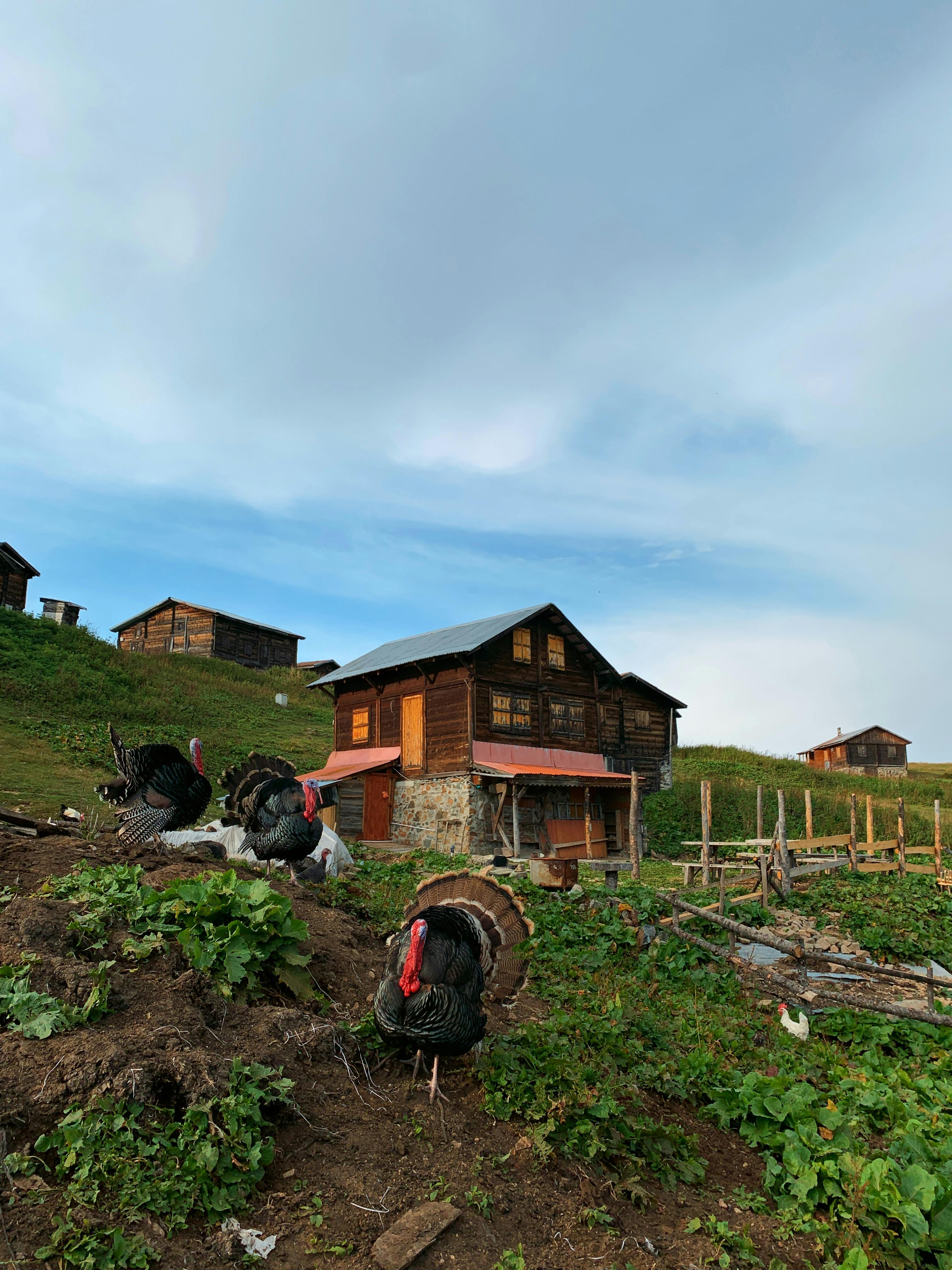 Turkeys Photos, Download The BEST Free Turkeys Stock Photos & HD Images