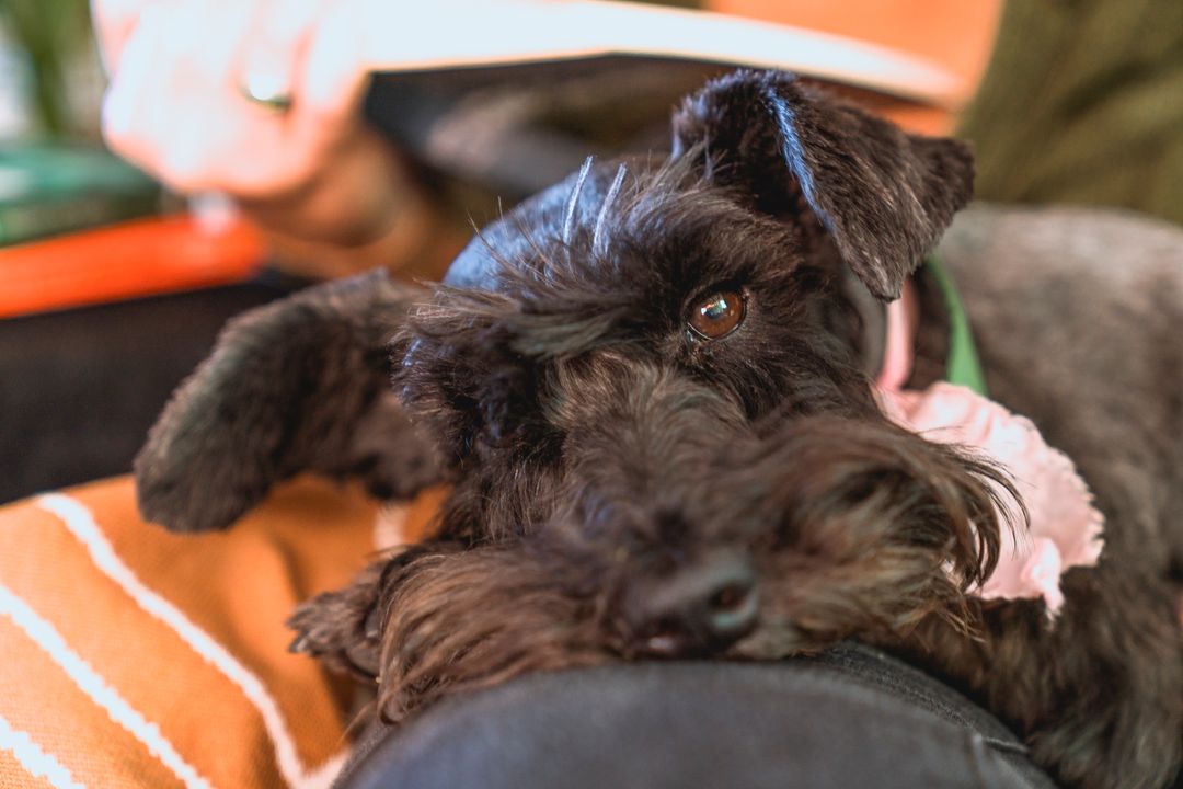 Schnauzer Sizes: A Guide from Newborn to Mature