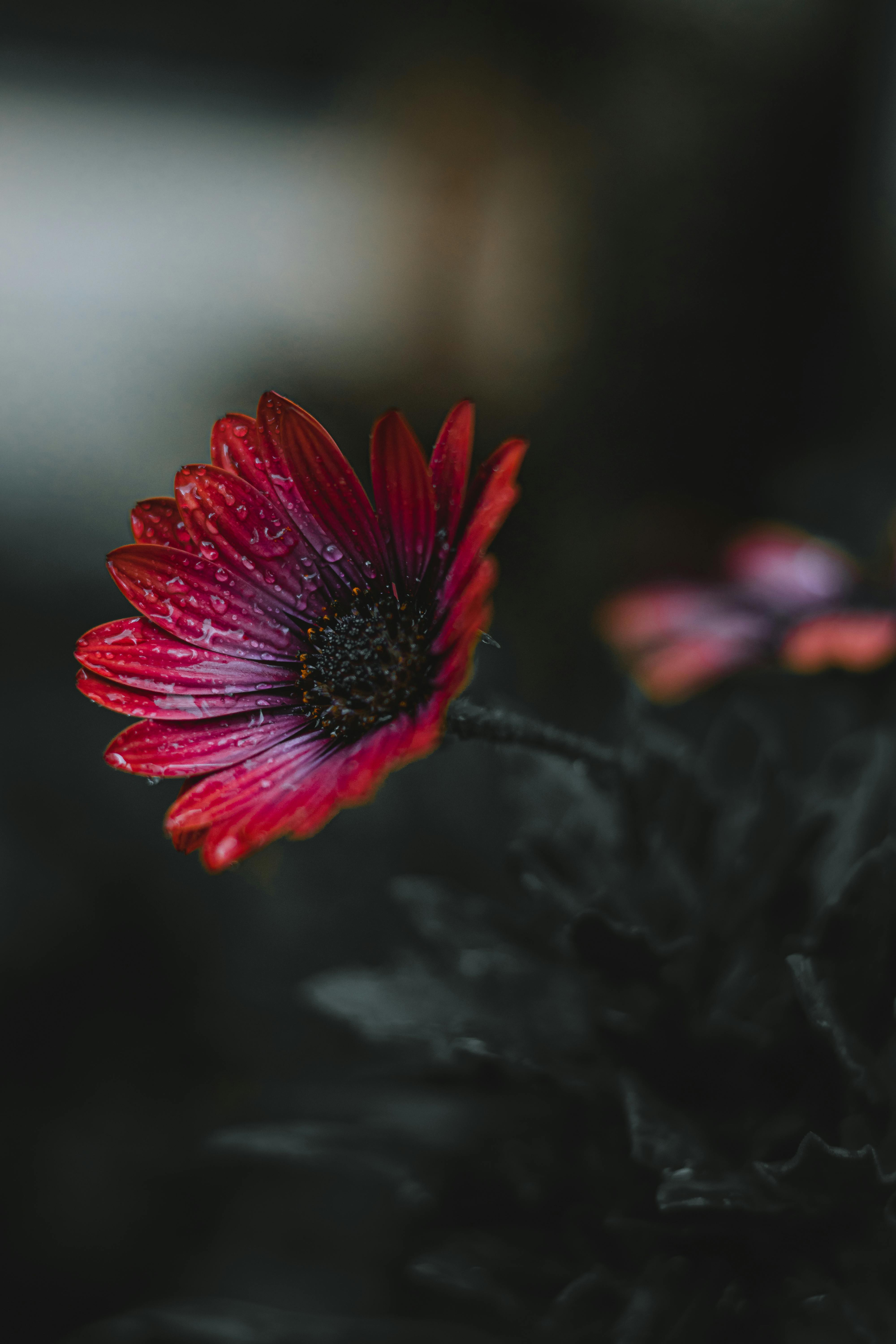 Red Flower in Close Up Shot · Free Stock Photo