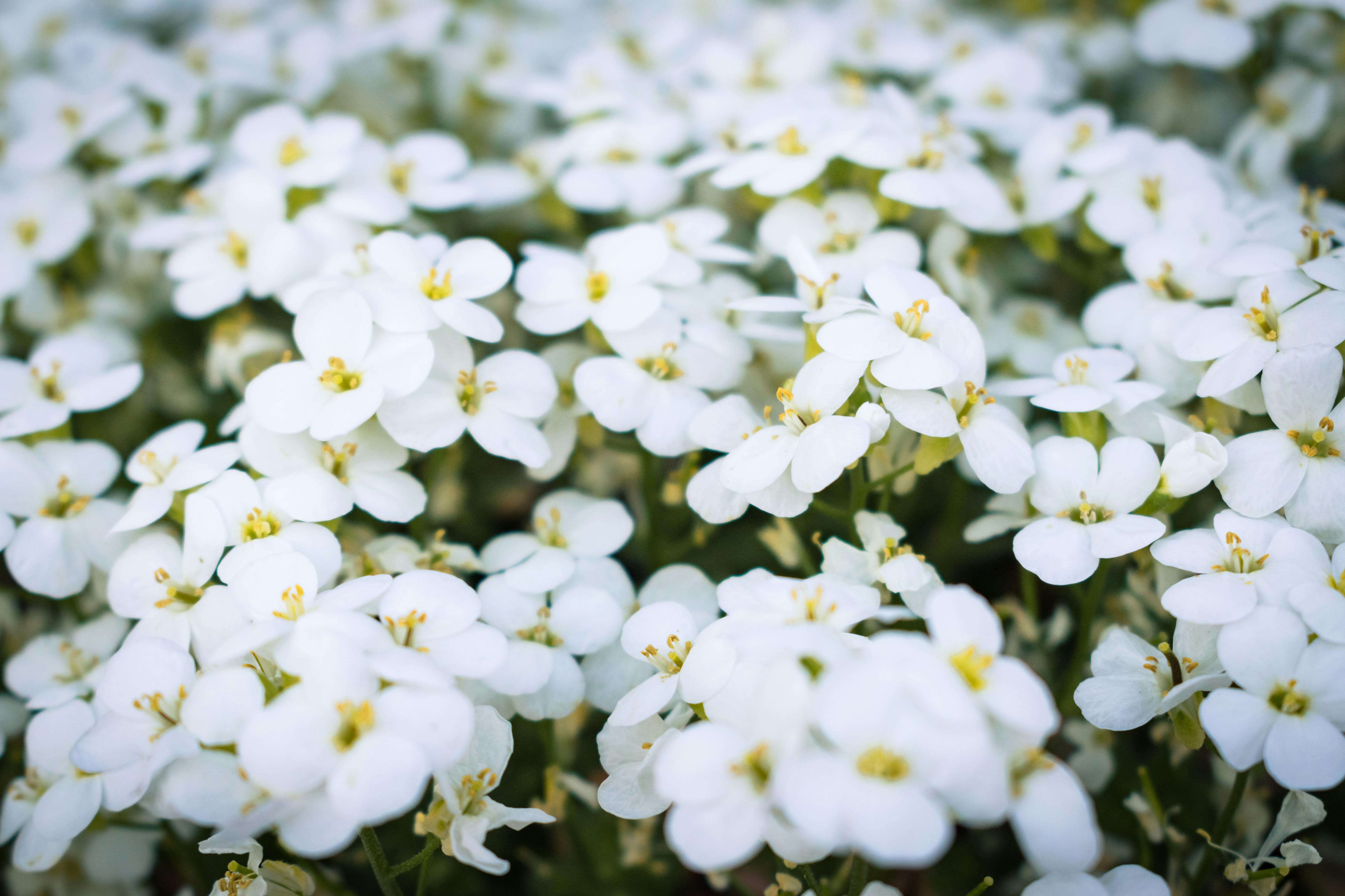 Arabis Alpina Flowers in Close-up Photography · Free Stock Photo