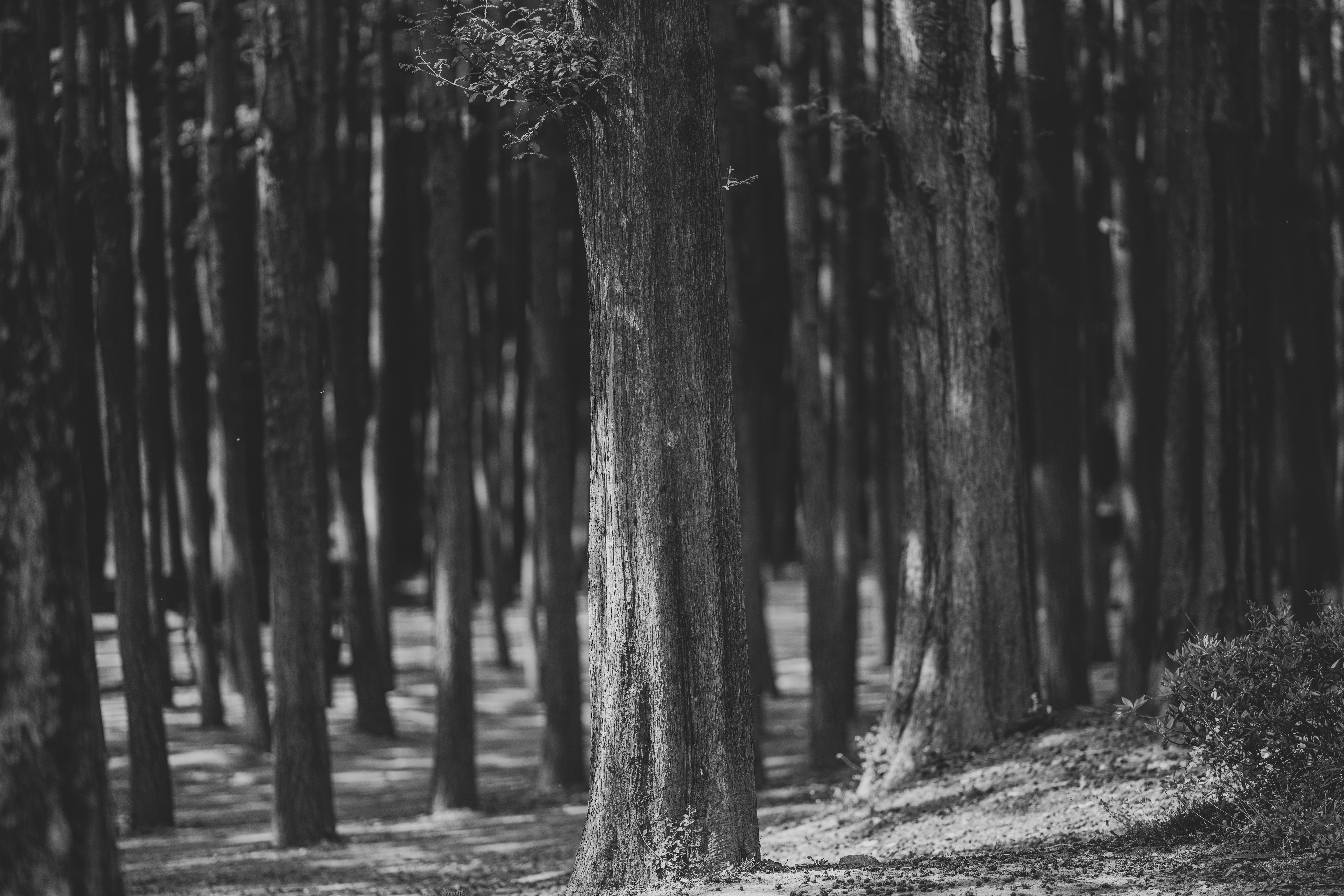 Grayscale Photo of Trees · Free Stock Photo