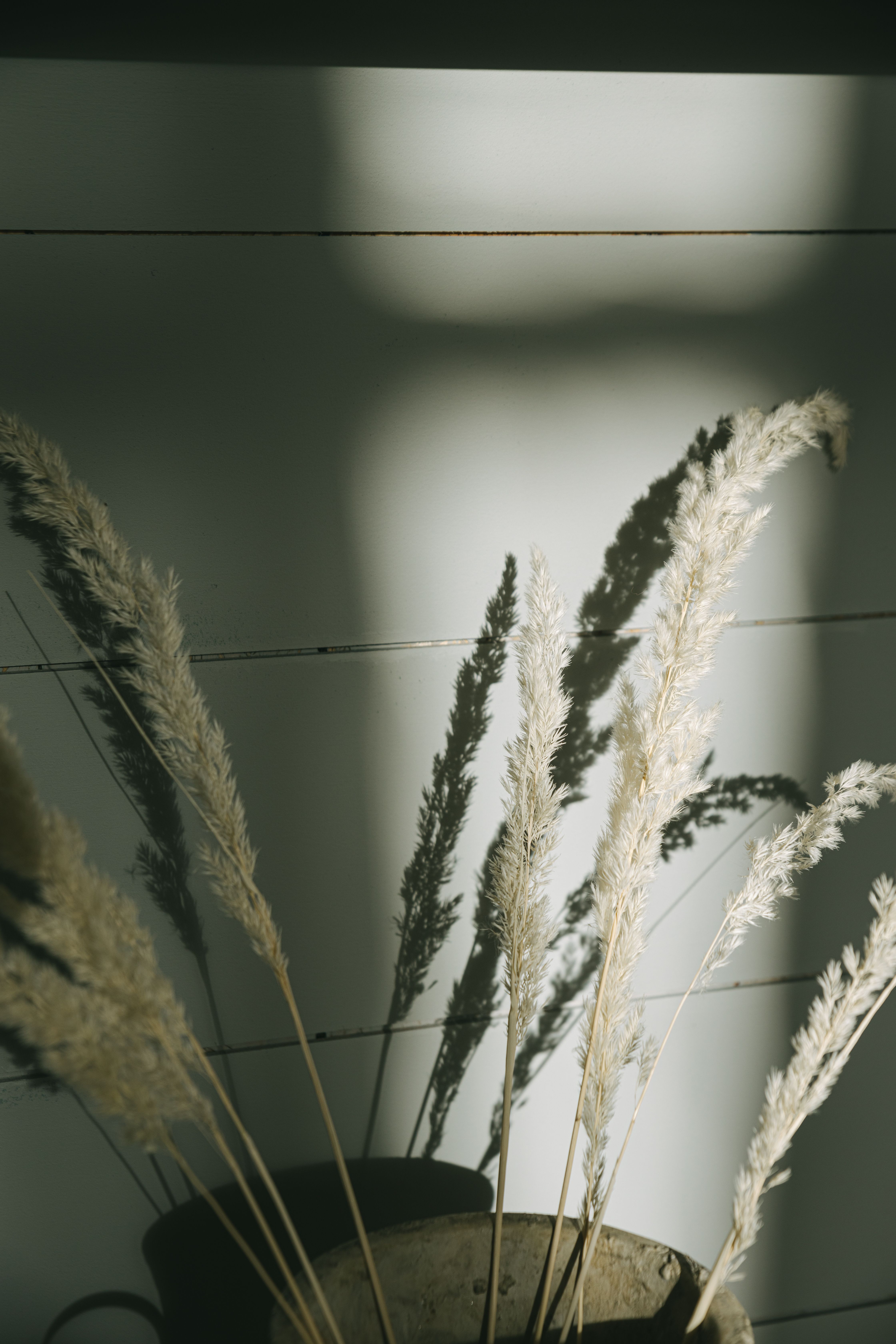 Pampas Photos, Download The BEST Free Pampas Stock Photos & HD Images