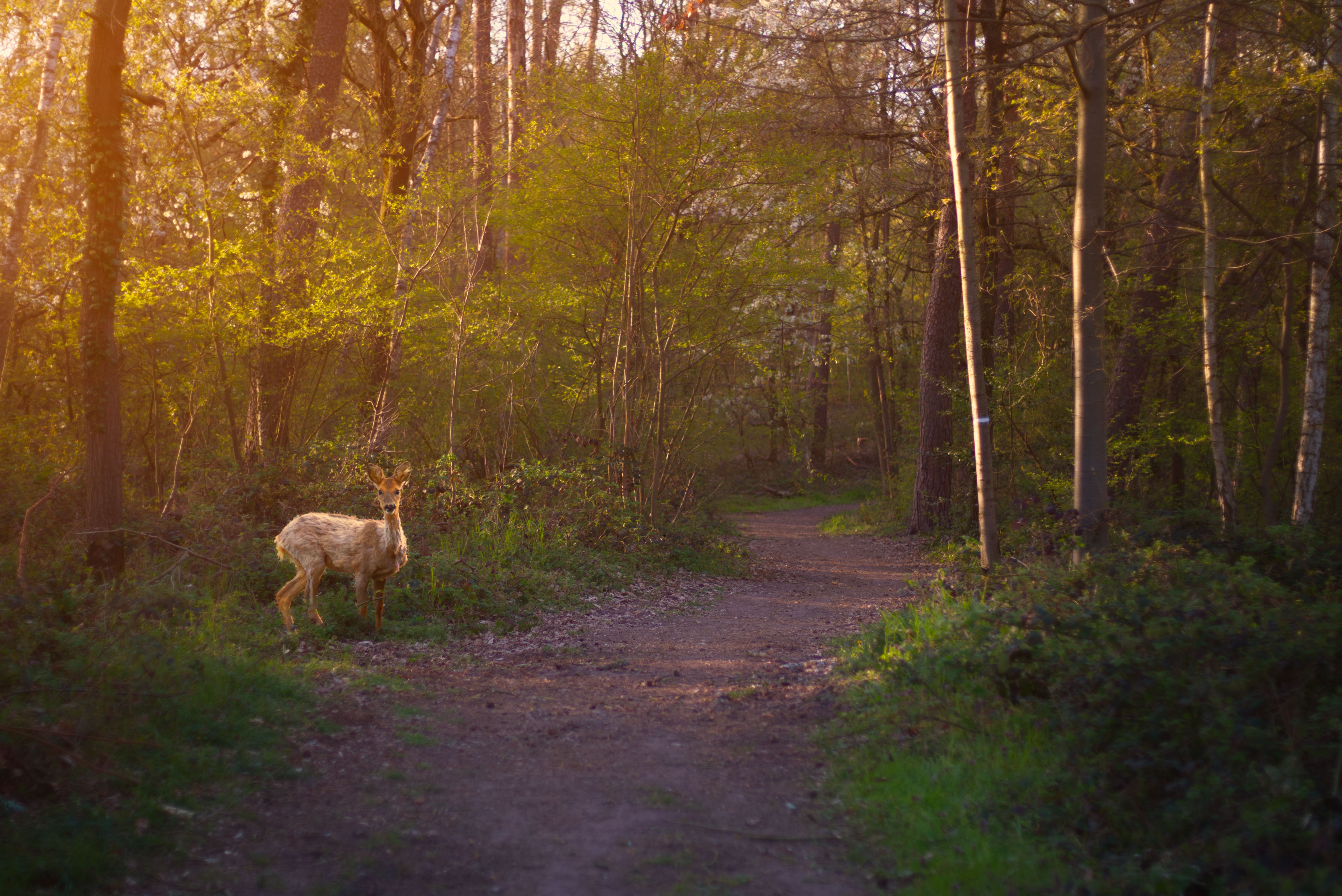 Deer by Footpath in Forest · Free Stock Photo