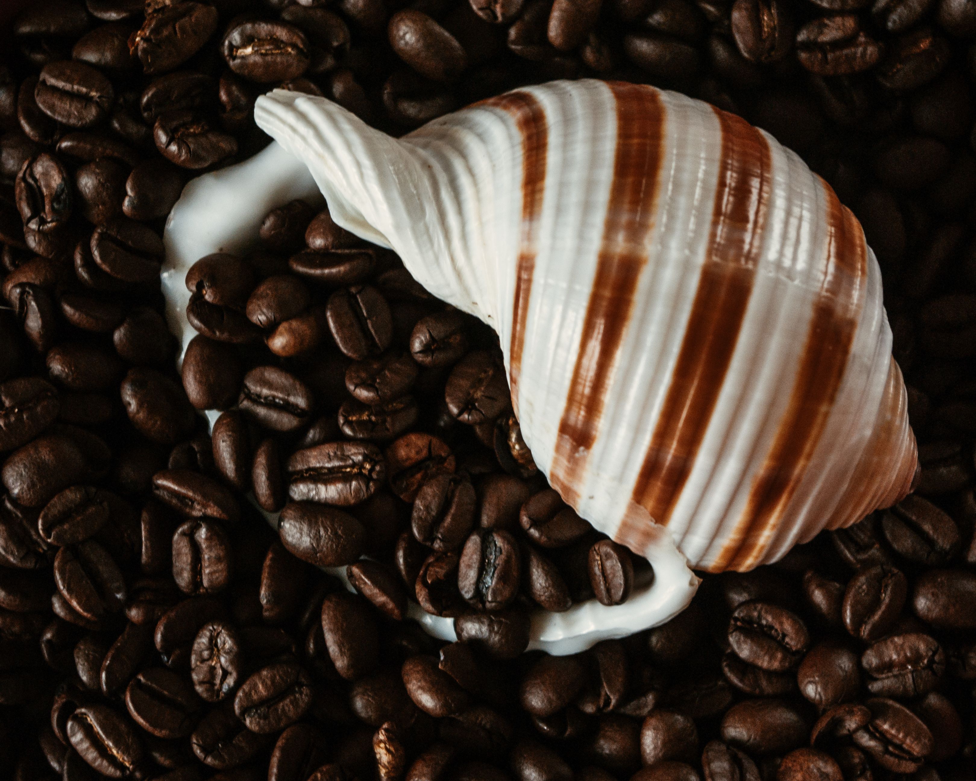 Black Bean Photos, Download The BEST Free Black Bean Stock Photos & HD ...