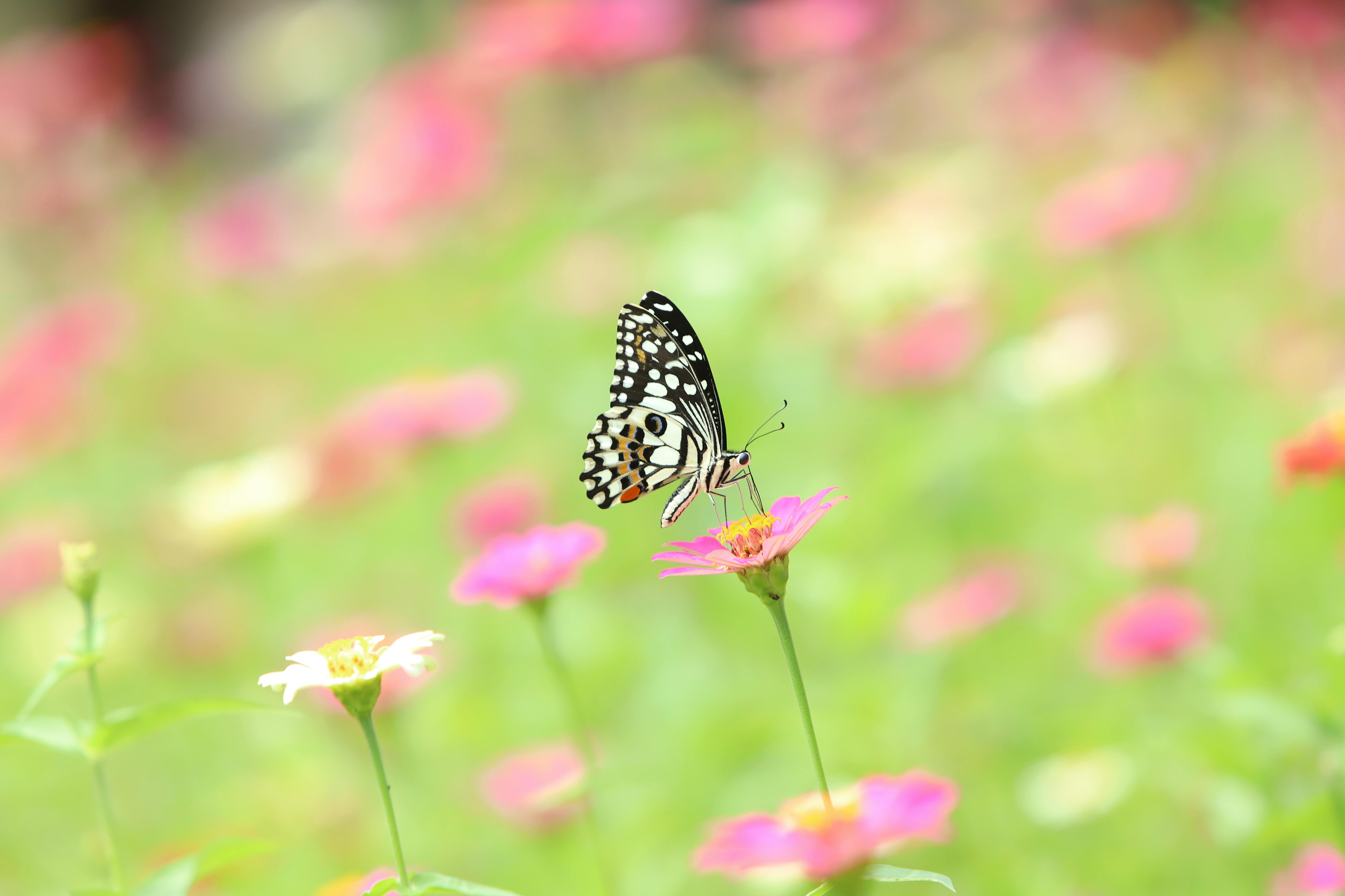 Butterfly Flying Photos, Download The BEST Free Butterfly Flying Stock ...