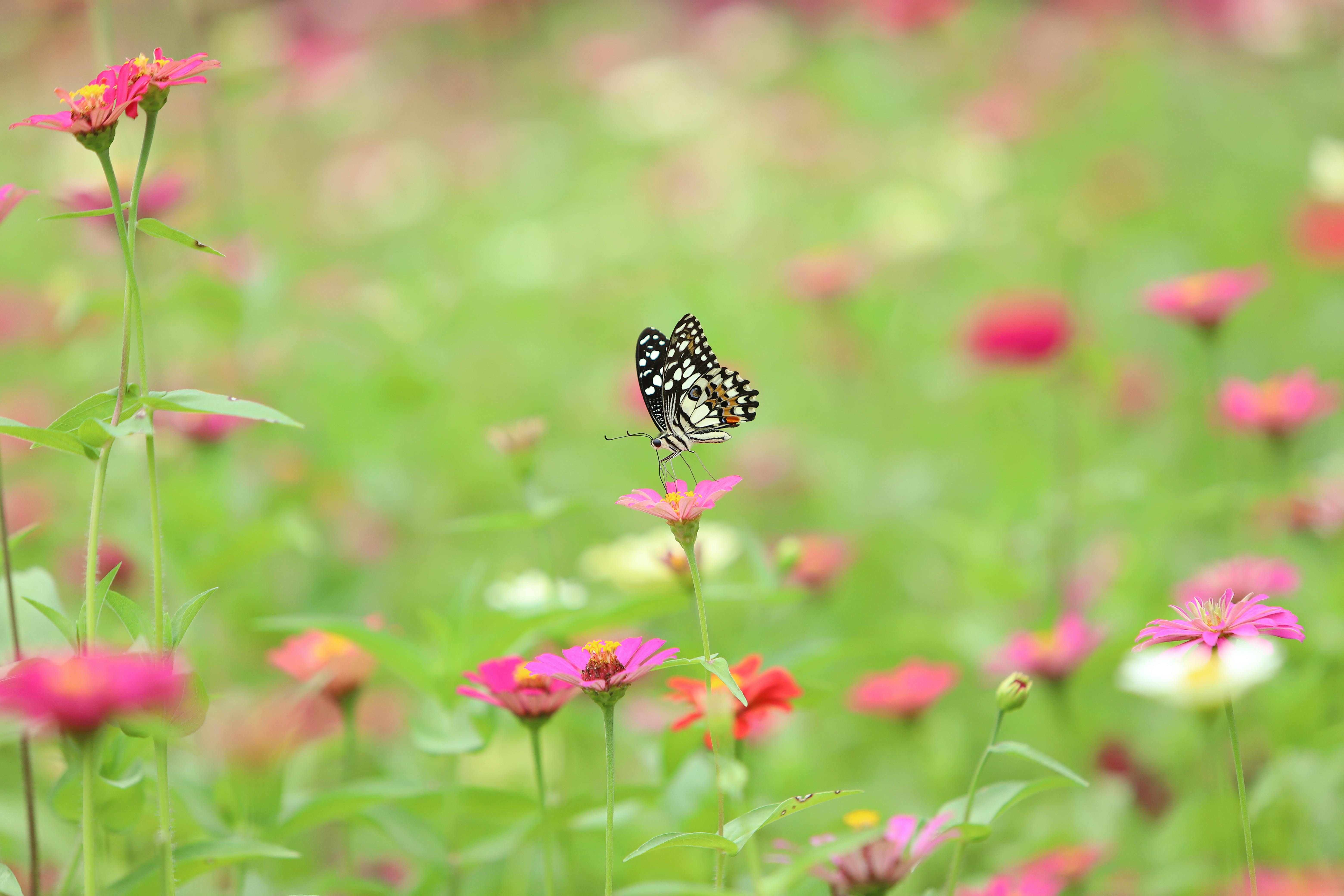 Close-Up Shot of Asian Pigeonwings on White Surface · Free Stock Photo