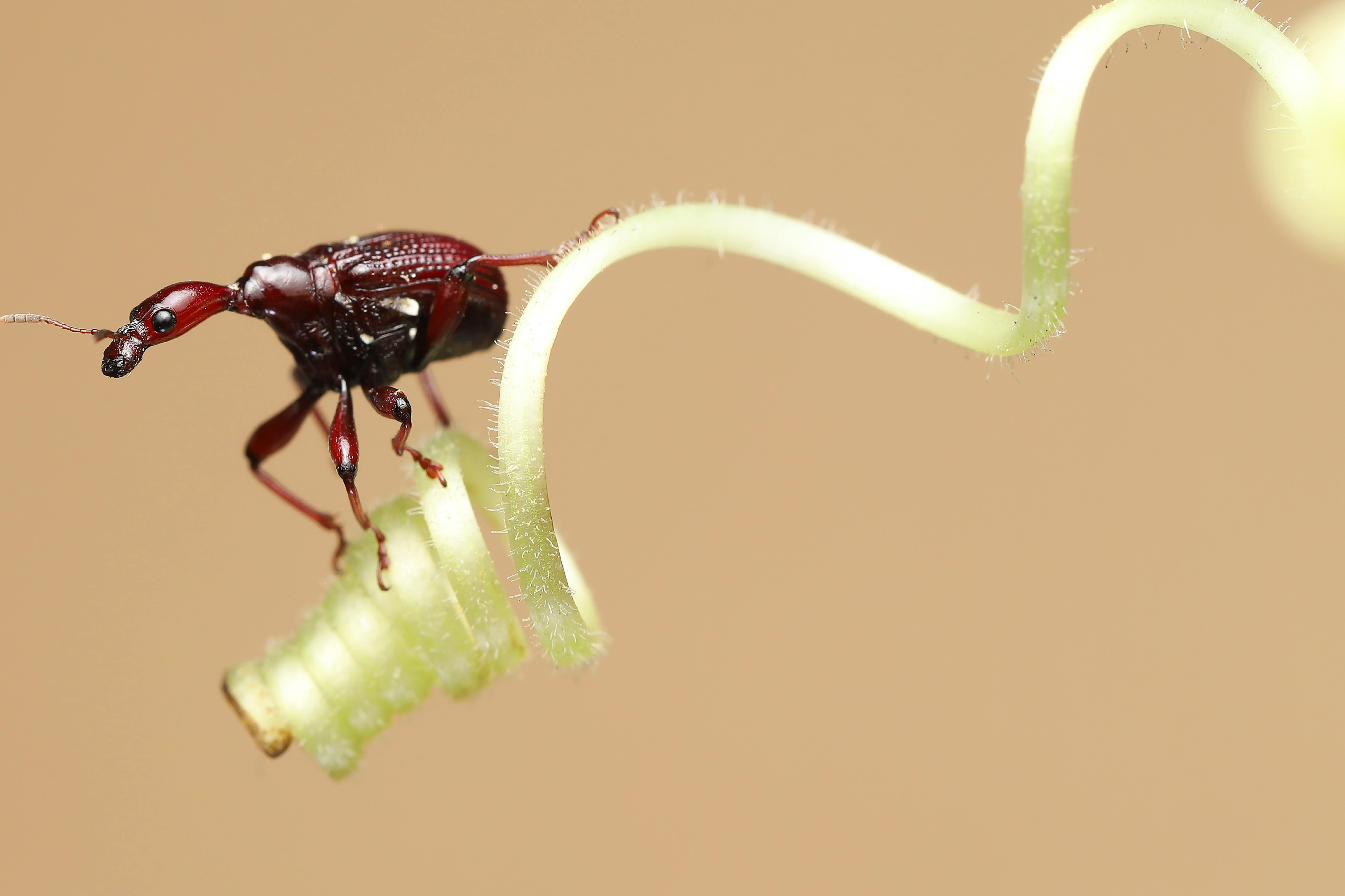 Foto de stock gratuita sobre anatomía de insectos, anatomia vegetal ...