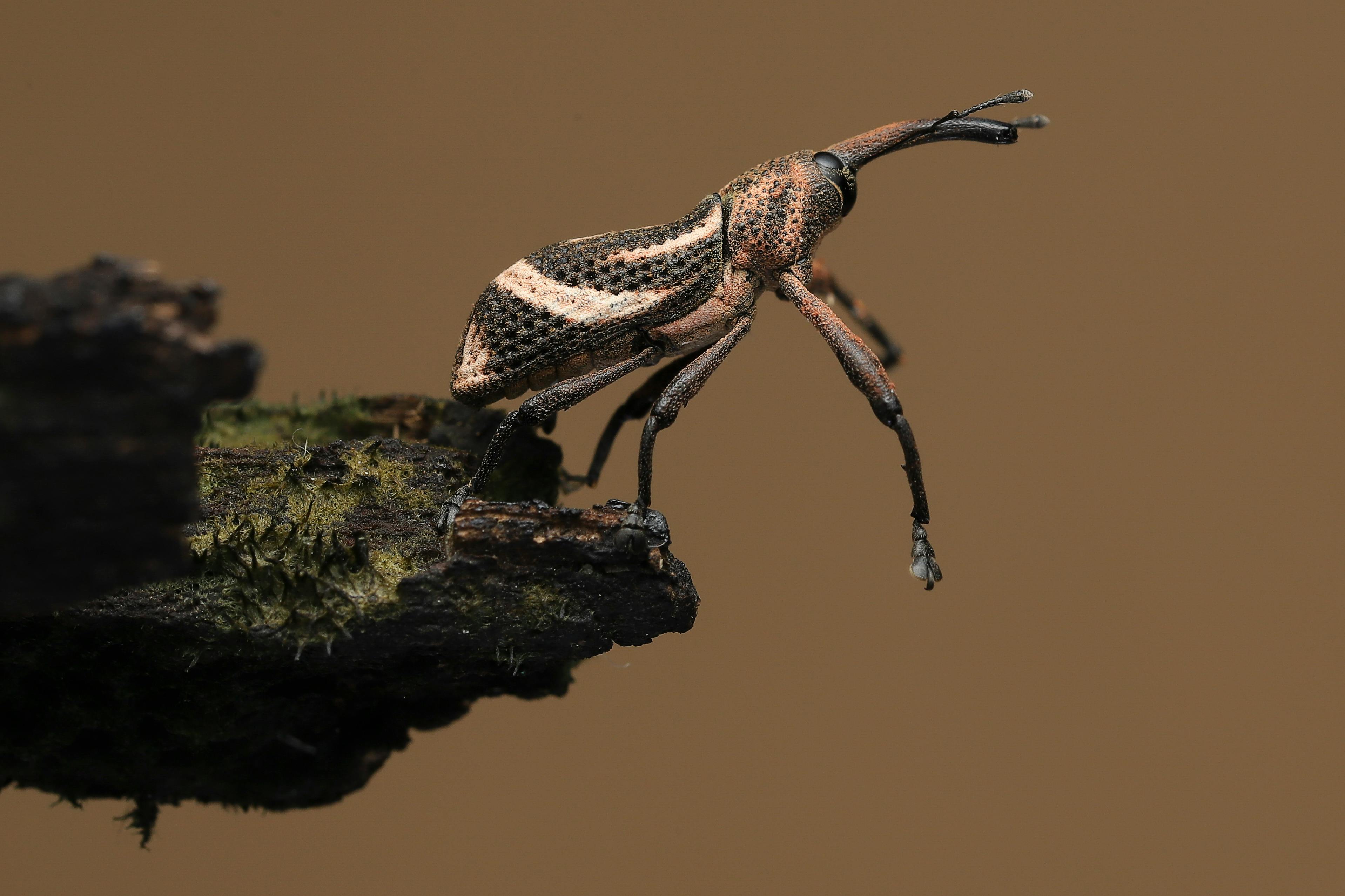 A Beetle in Close-Up Photography · Free Stock Photo