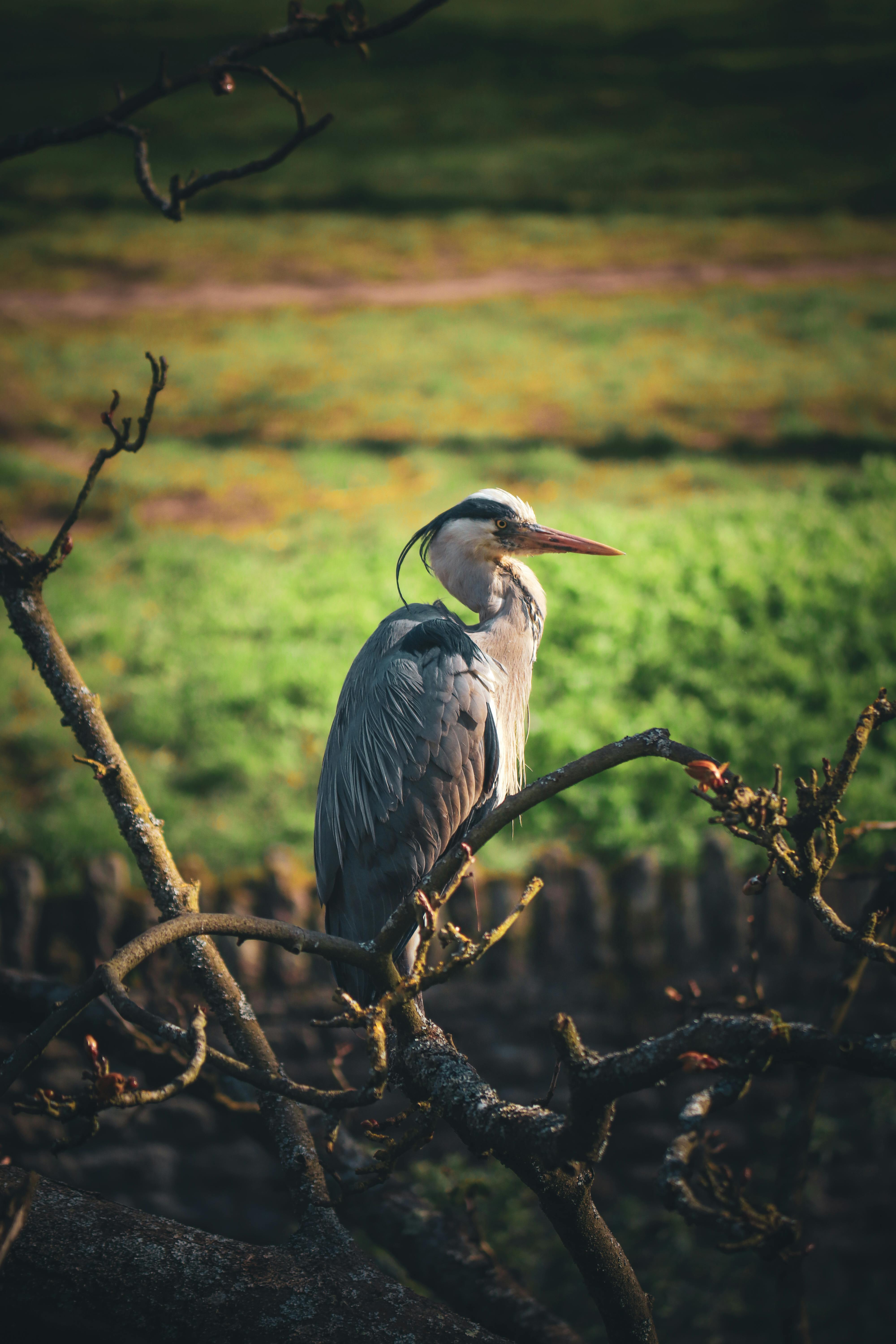 Bird Nature Photos, Download Free Bird Nature Stock Photos & HD Images