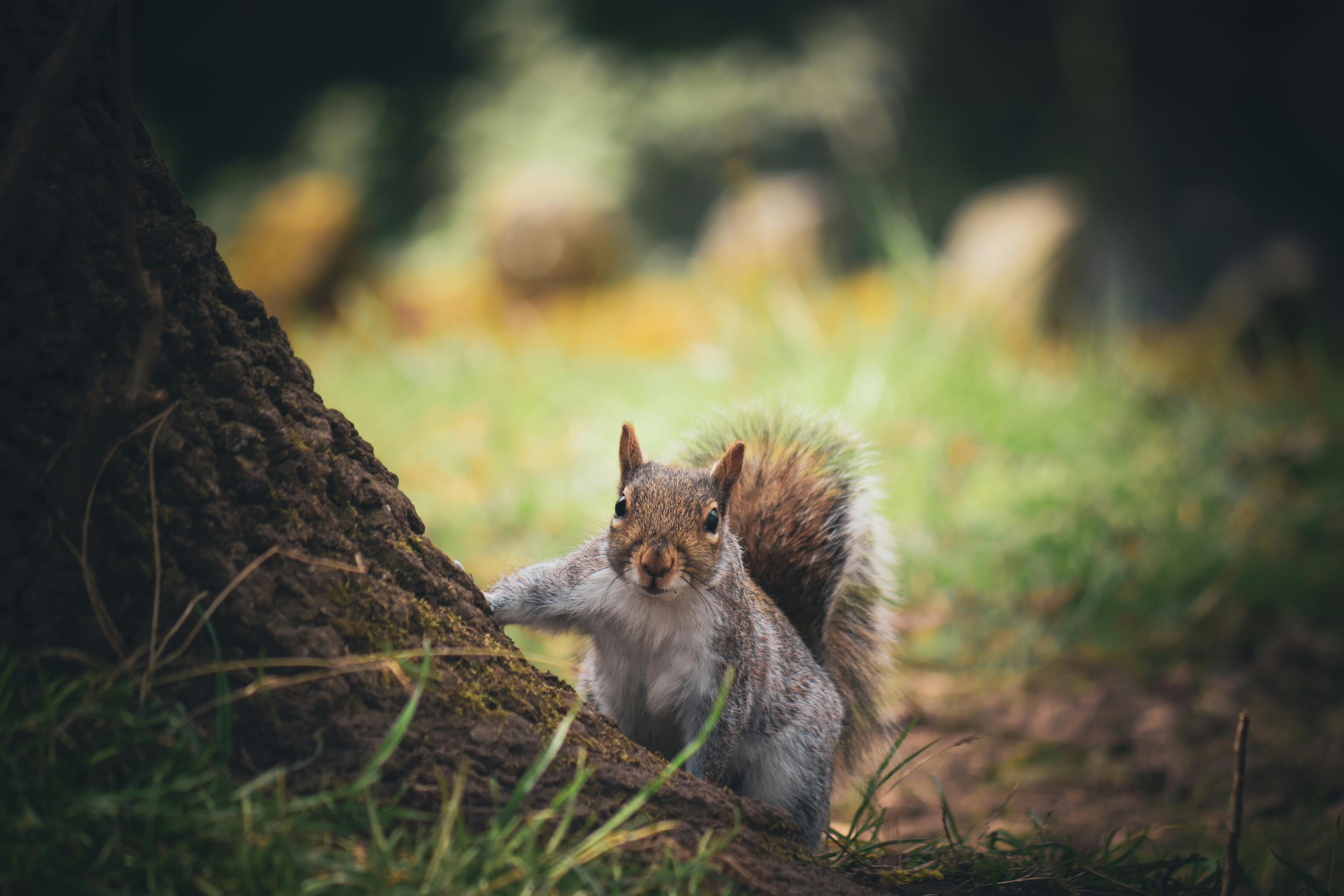 Grey Squirrel Photos, Download The BEST Free Grey Squirrel Stock Photos ...