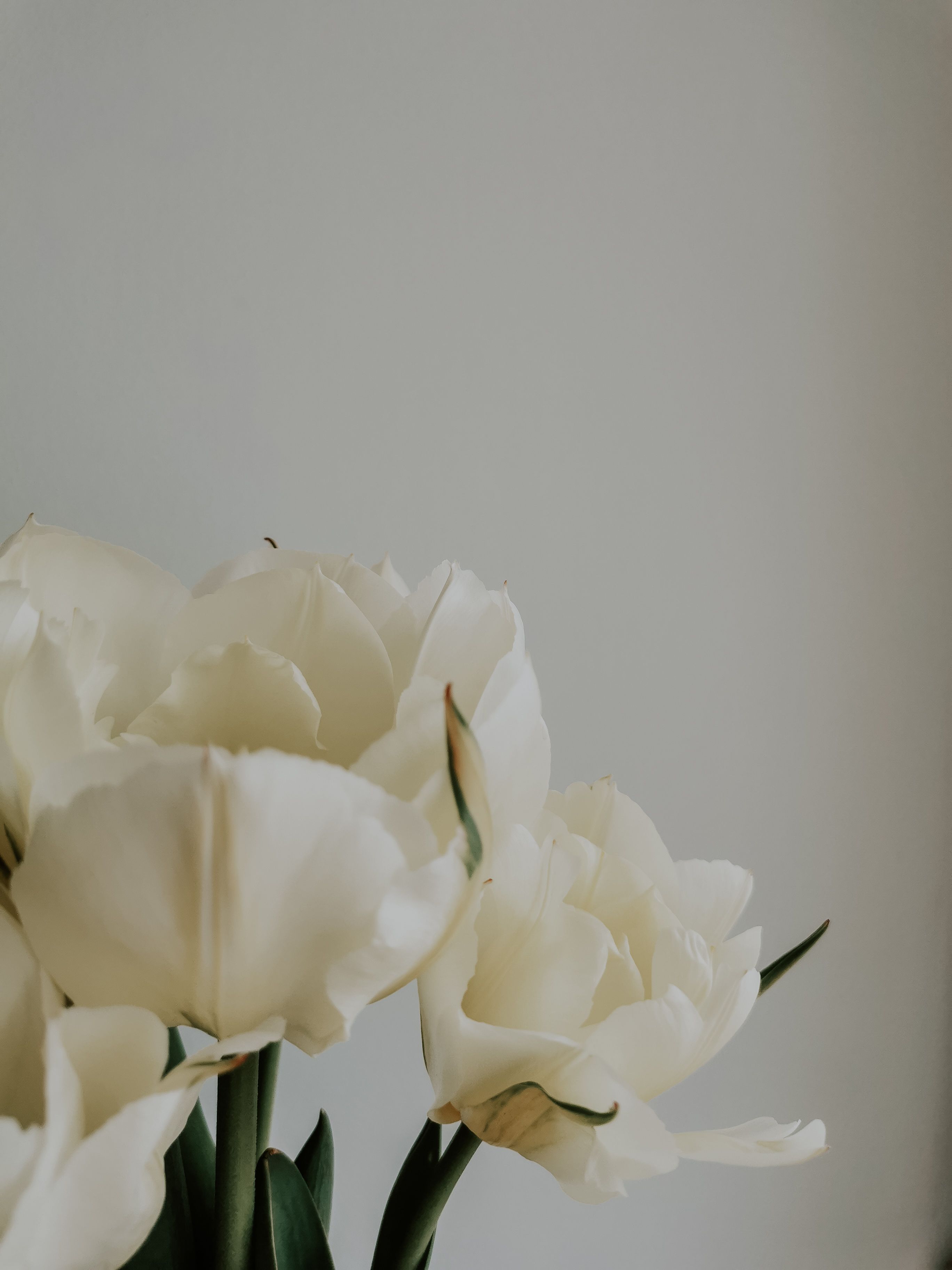 Shallow Focus Photography Of White Flowers · Free Stock Photo