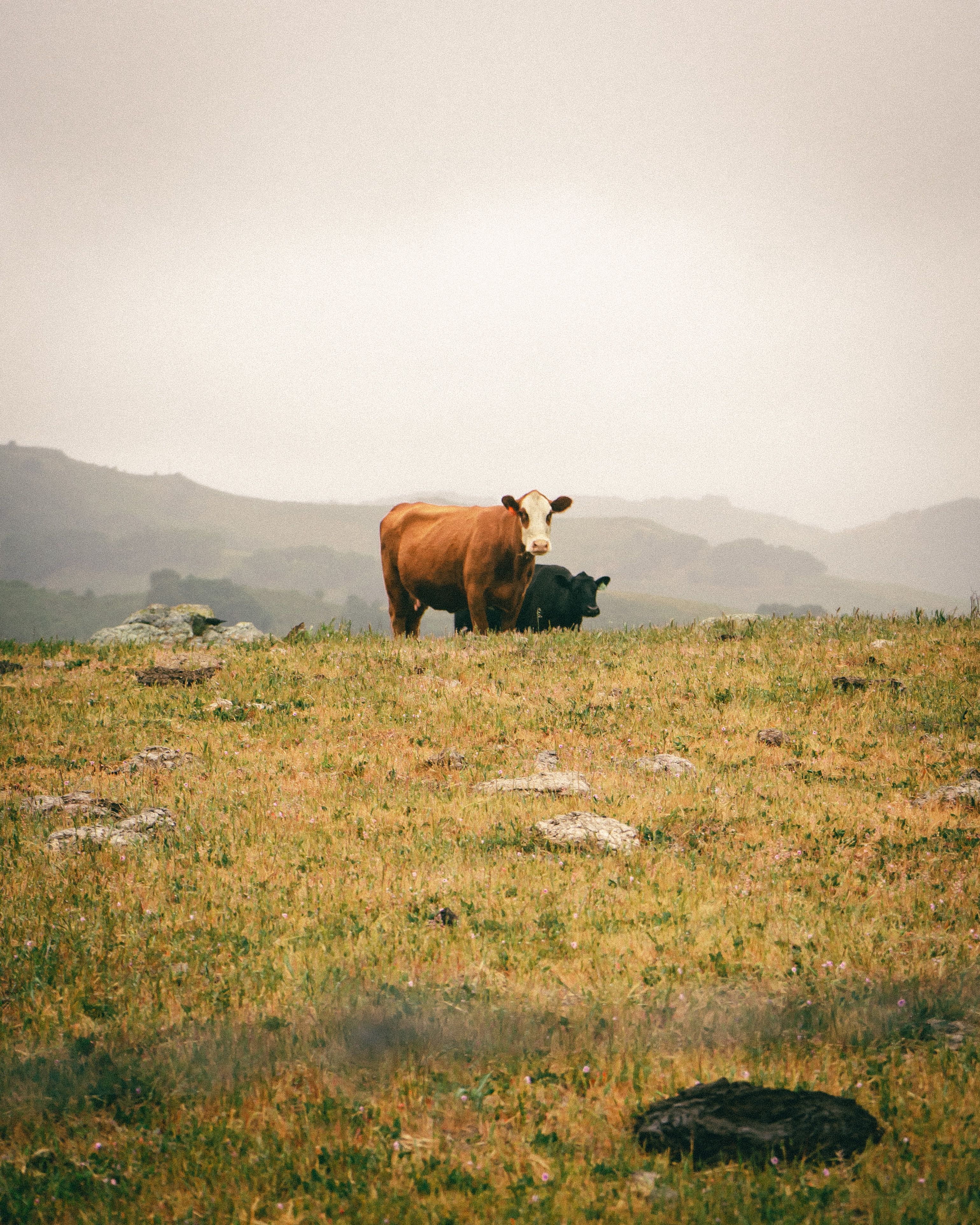 A Cow on a Grassy Field · Free Stock Photo