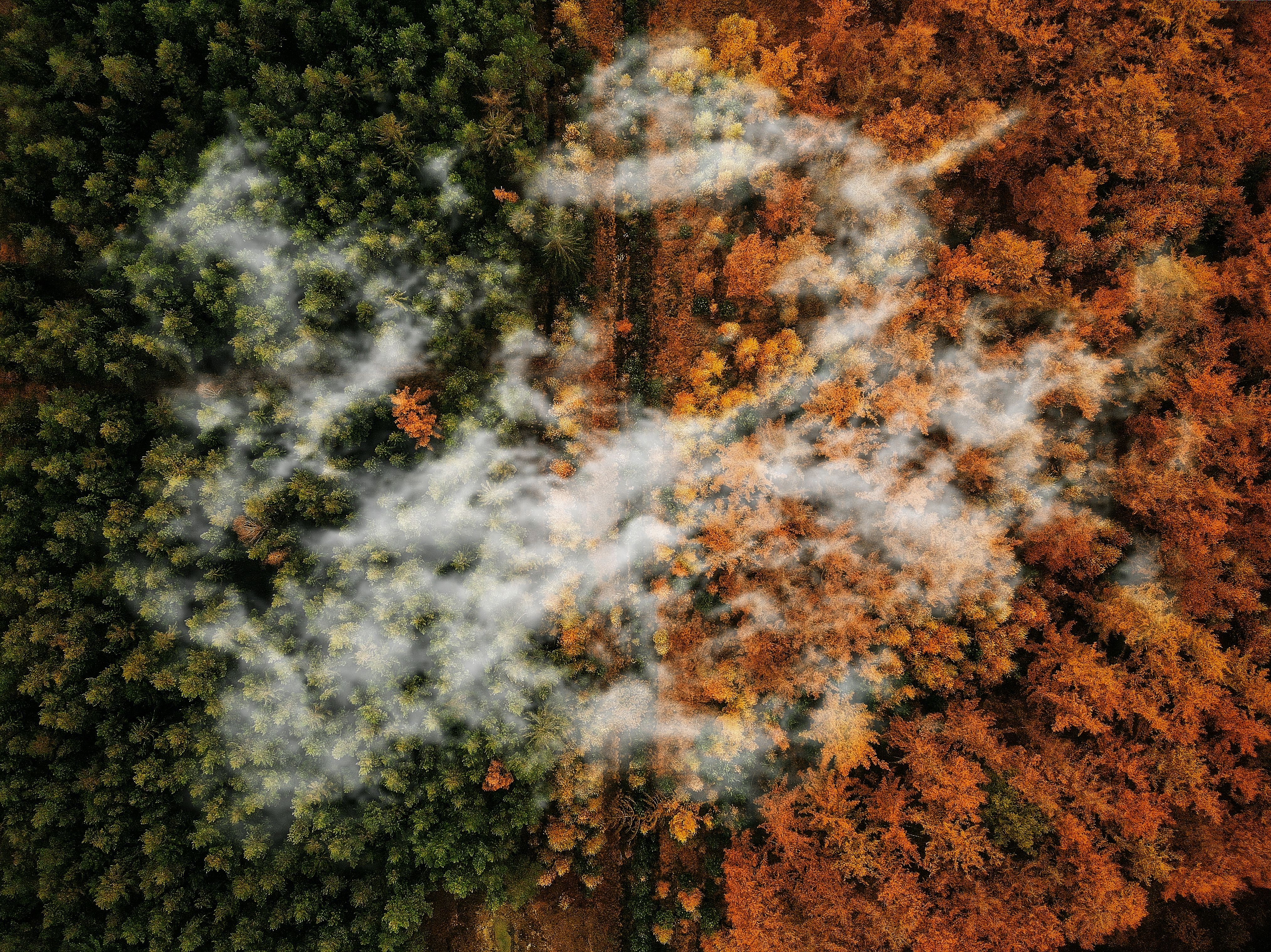 Aerial View of Trees during Autumn · Free Stock Photo