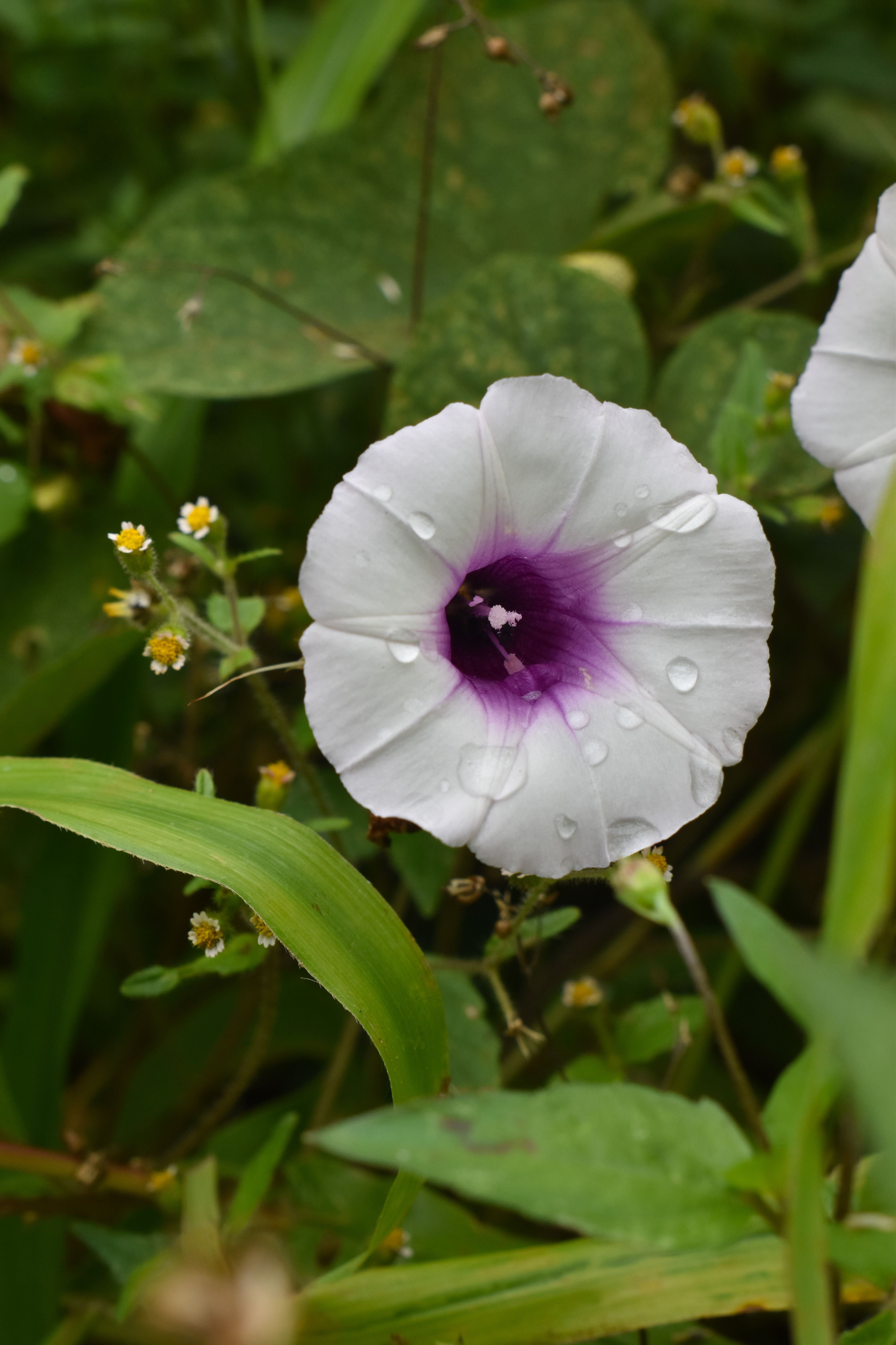 Potato Flowers Photos, Download The BEST Free Potato Flowers Stock ...
